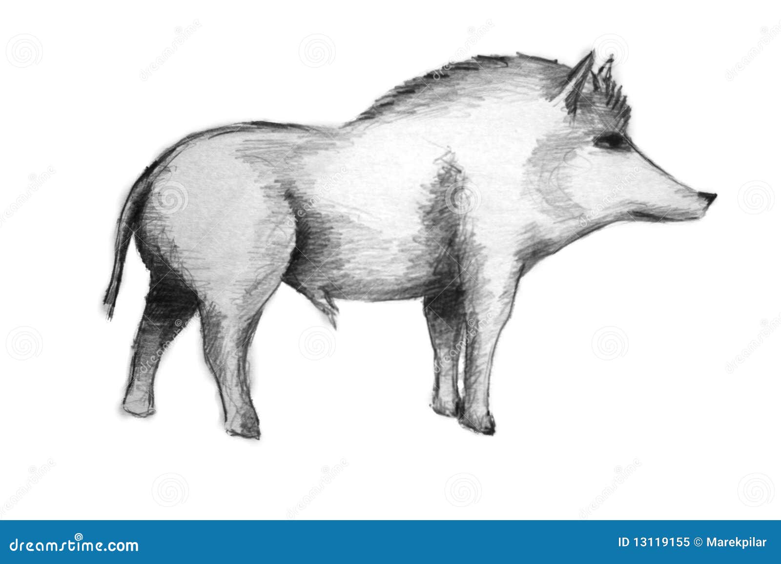 Wild boar stock illustration. Illustration of wild, monster - 13119155