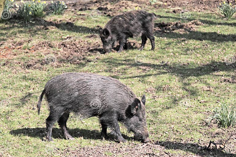 Wild Boar stock image. Image of feral, sniffing, rooting - 14072117