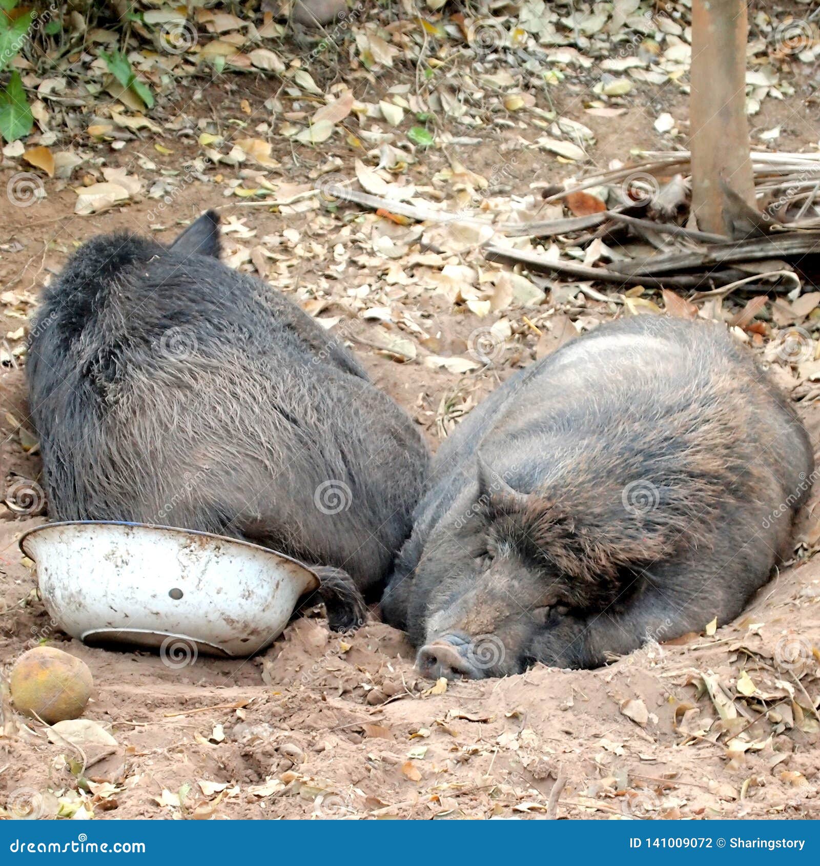 Wild boar stock photo. Image of green, outside, fear - 141009072