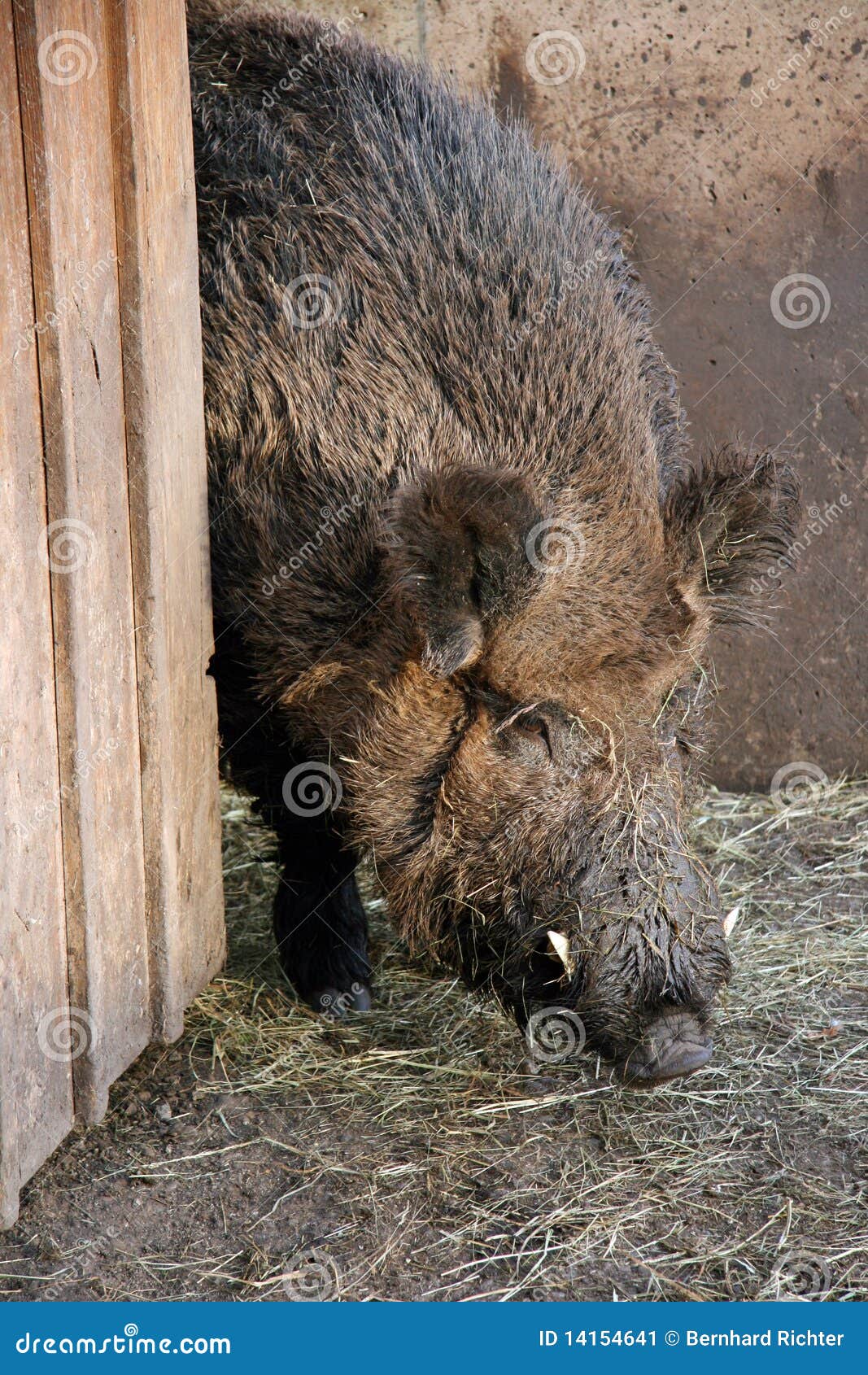Wild Boar stock image. Image of protection, creature - 14154641