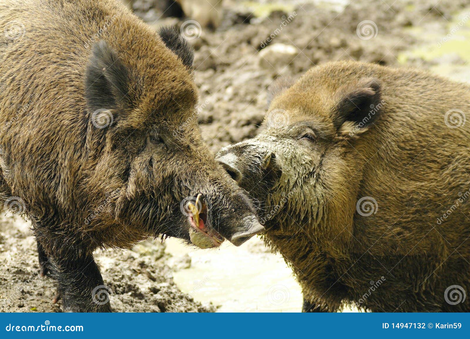 Wild boar stock photo. Image of side, brown, spot, mating - 14947132