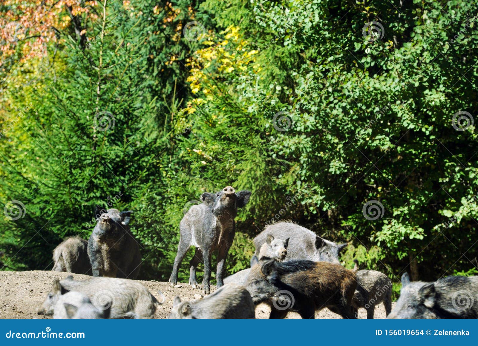 Wild boar stock photo. Image of quadruped, boar, charge - 156019654