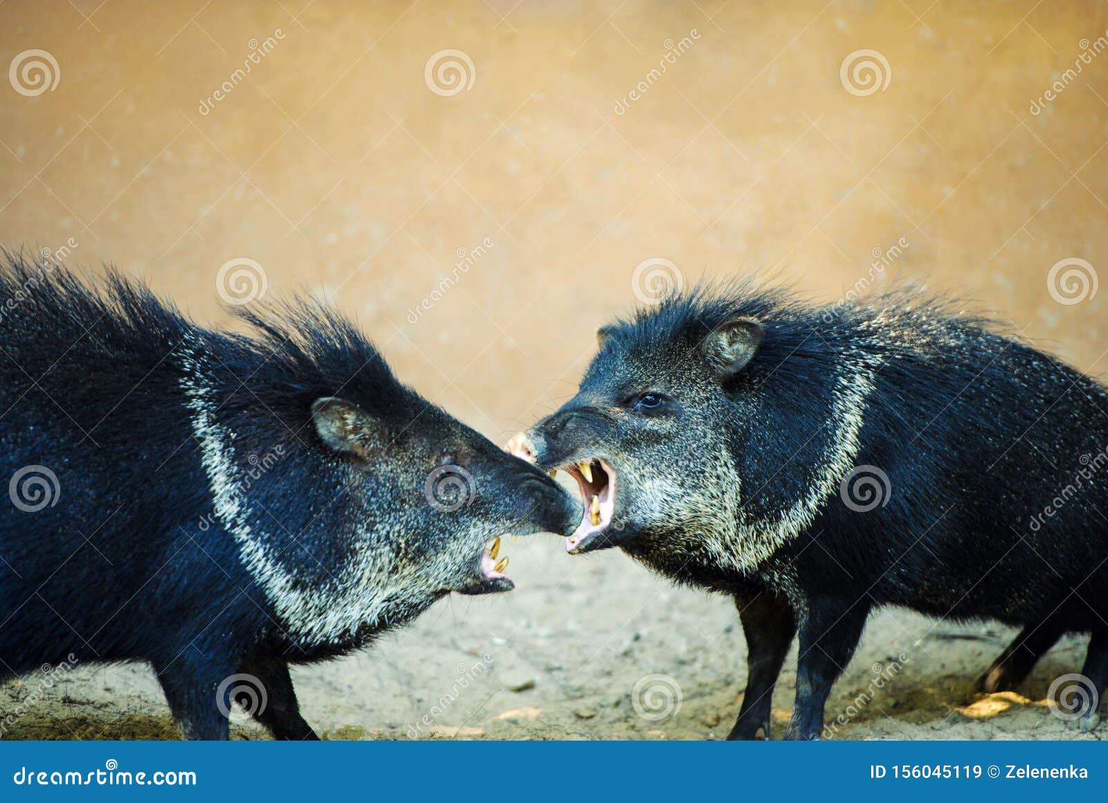 Wild boar stock image. Image of brown, running, charge - 156045119