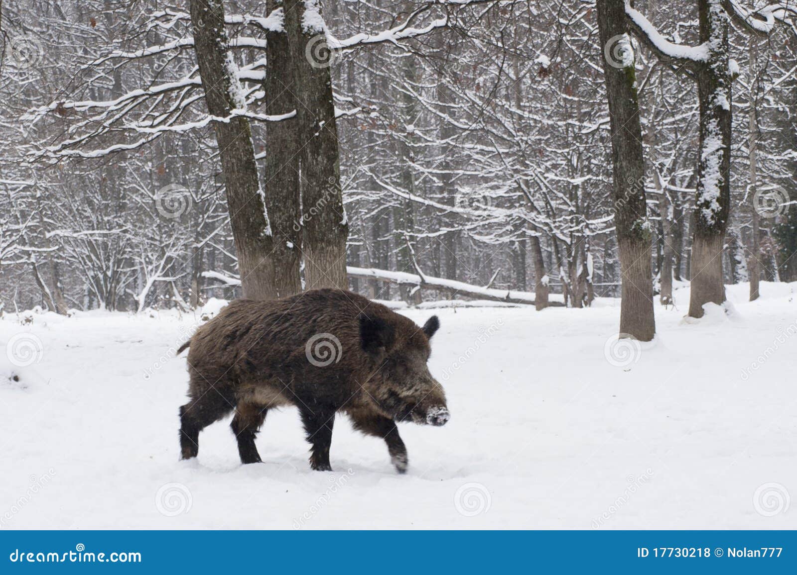 Wild boar stock photo. Image of wildlife, stray, portrait - 17730218
