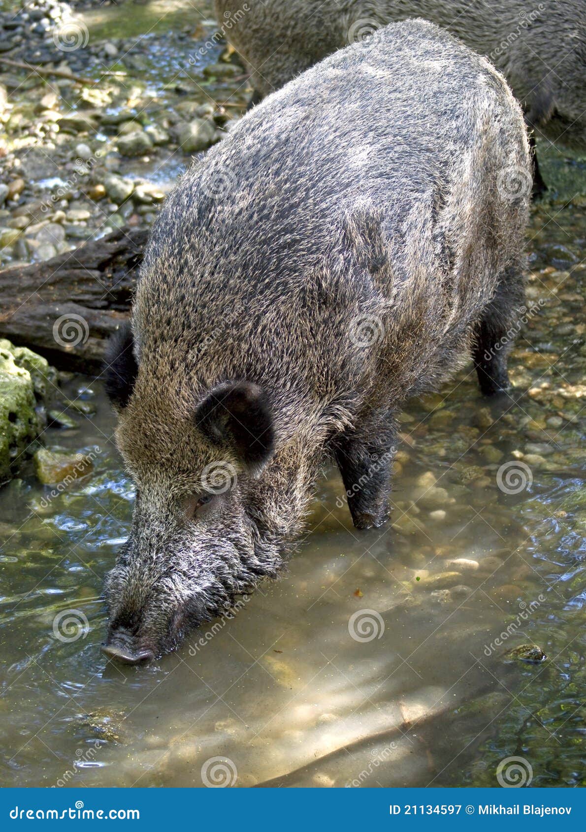 Wild boar 2 stock image. Image of tail, view, swinishness - 21134597