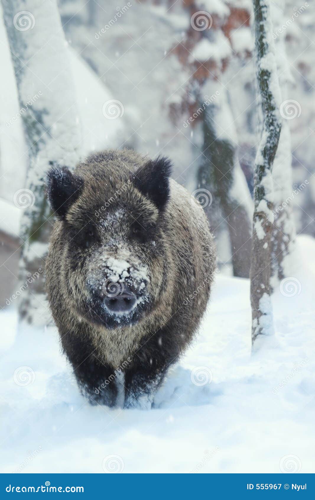 Wild-boar 2. stock image. Image of nature, wild, cold, snow - 555967