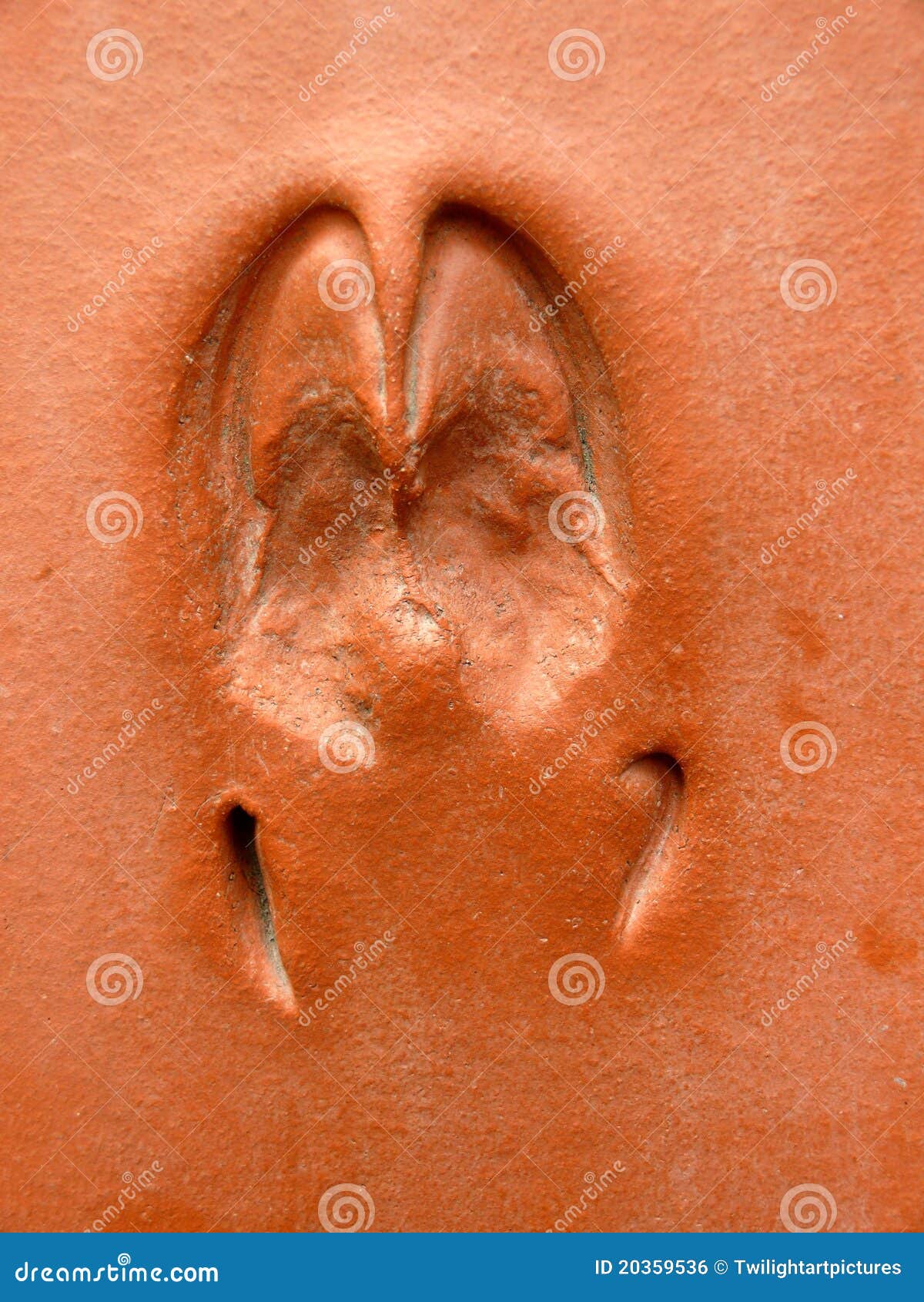 Wild boar stock photo. Image of track, wild, boar, trail - 20359536