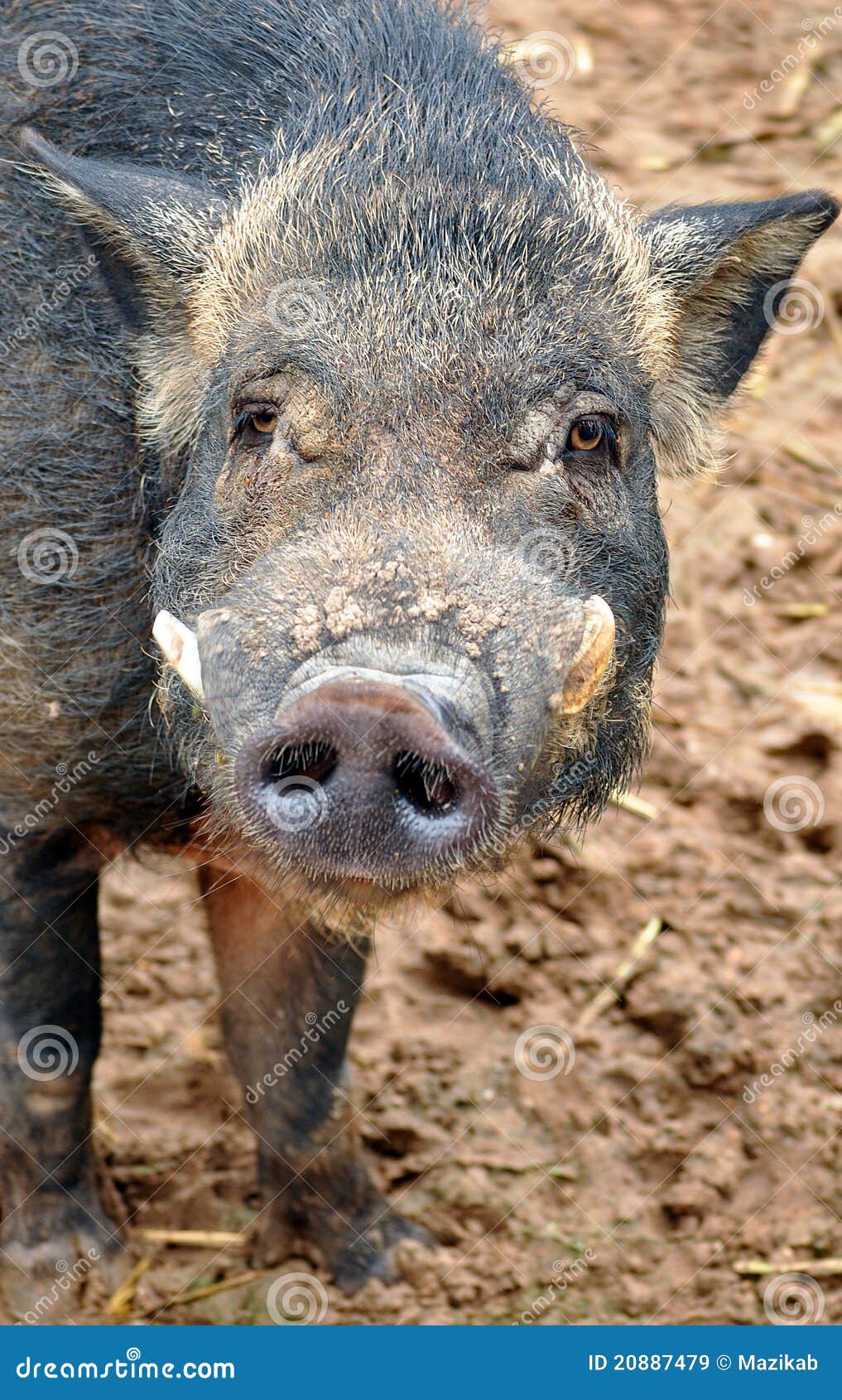 Wild boar stock image. Image of hunt, face, hair, outdoor - 20887479
