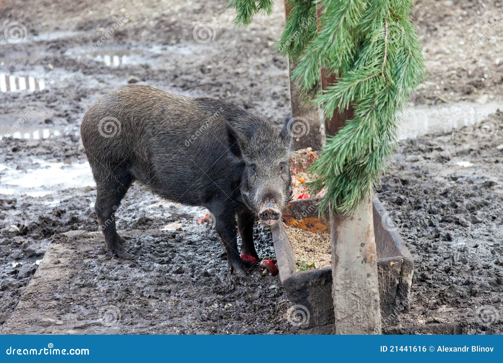 Wild boar stock photo. Image of environment, mammals - 21441616