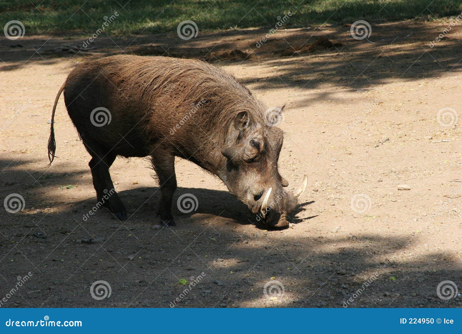 Wild boar stock photo. Image of hair, pumba, wild, safari - 224950