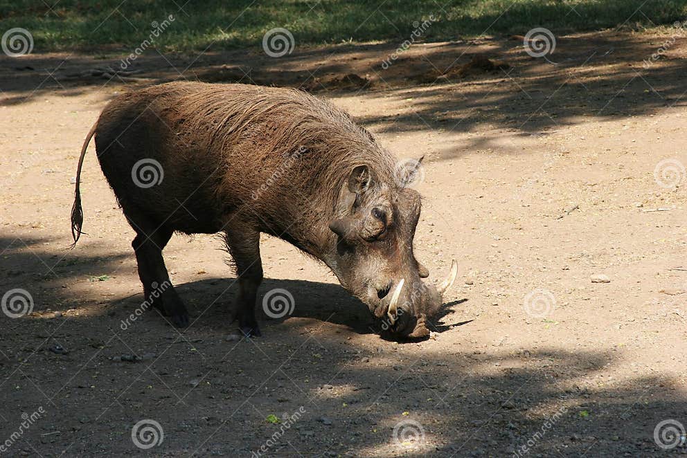 Wild boar stock photo. Image of hair, pumba, wild, safari - 224950