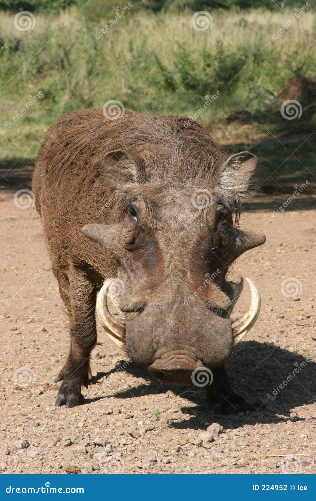 Wild boar stock photo. Image of staring, nature, outdoor - 224952