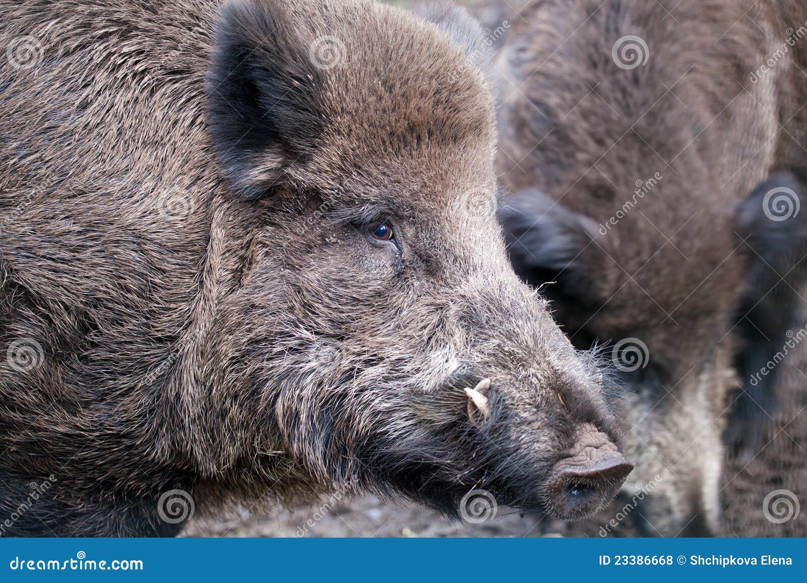 Wild boar stock photo. Image of reserve, animal, nature - 23386668
