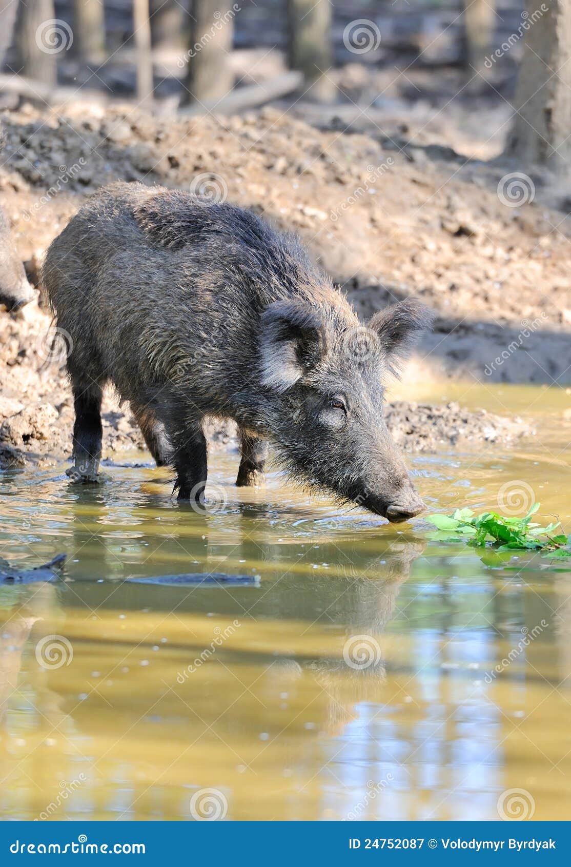Wild boar stock image. Image of outside, closeup, green - 24752087