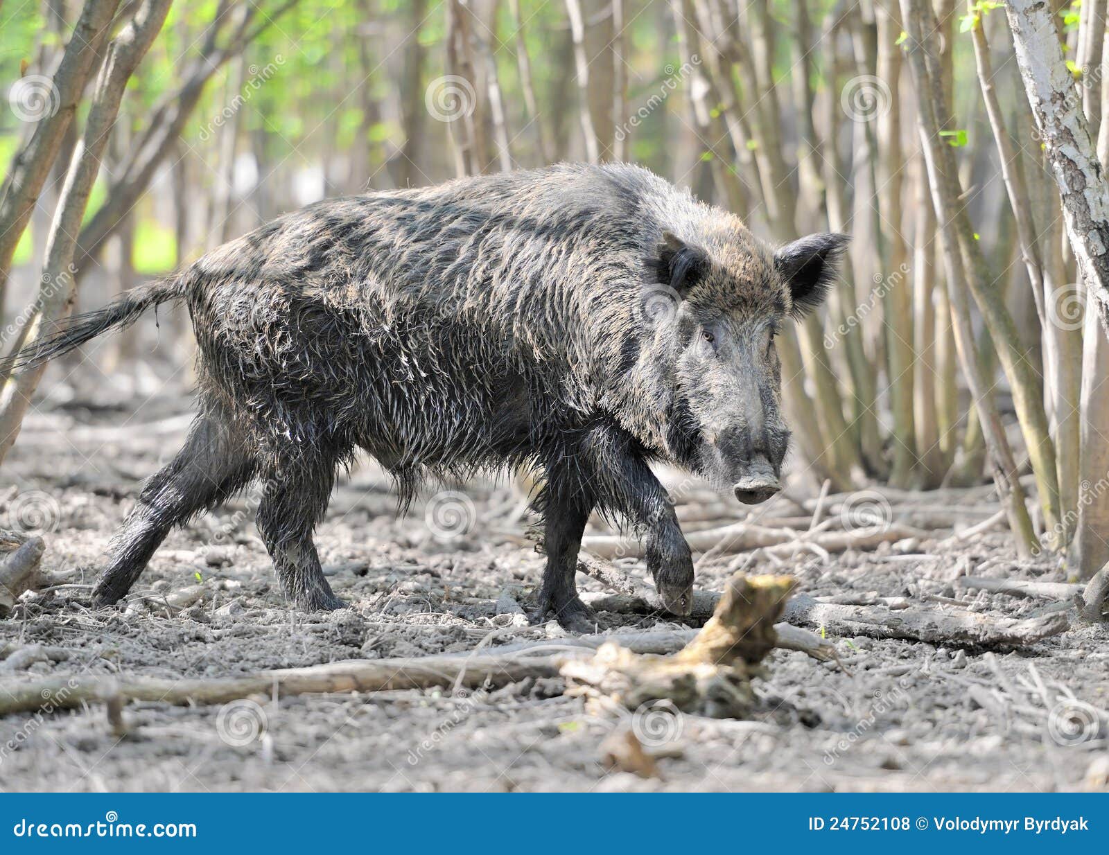 Wild boar stock photo. Image of boar, monster, outside - 24752108