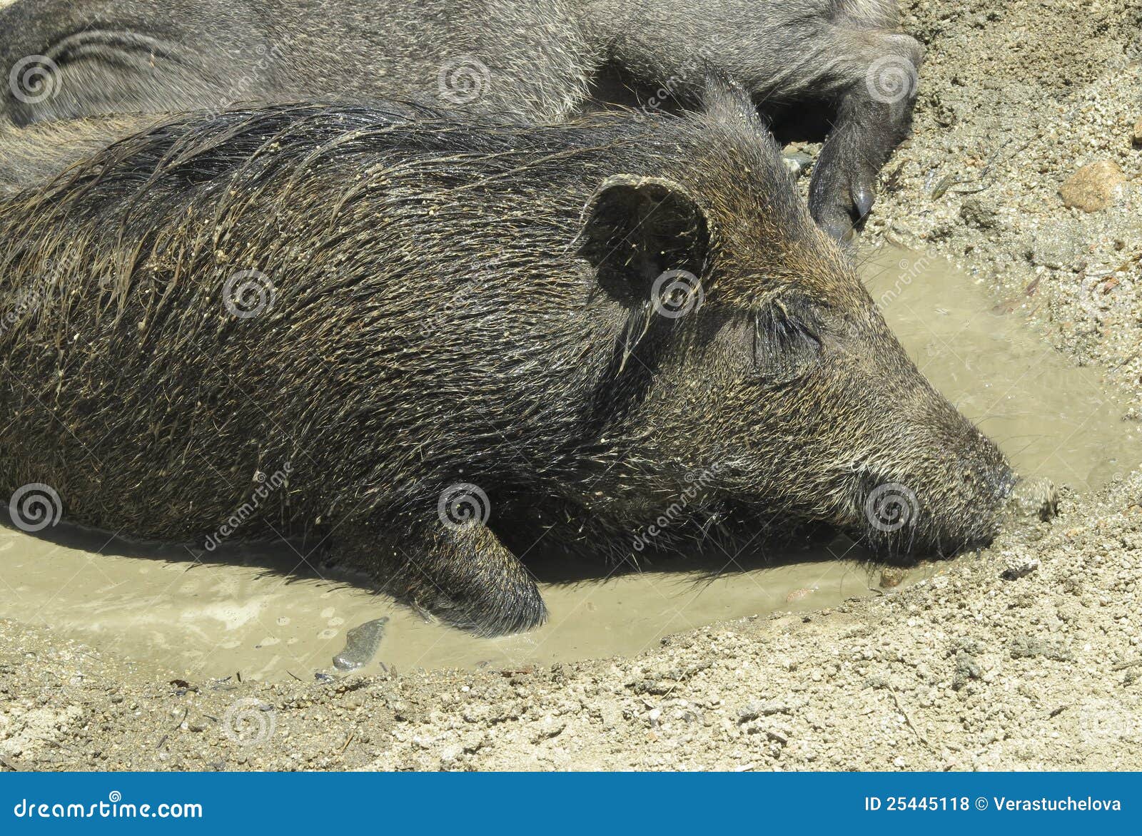 Wild boar stock photo. Image of tusk, bathing, roll, environment - 25445118