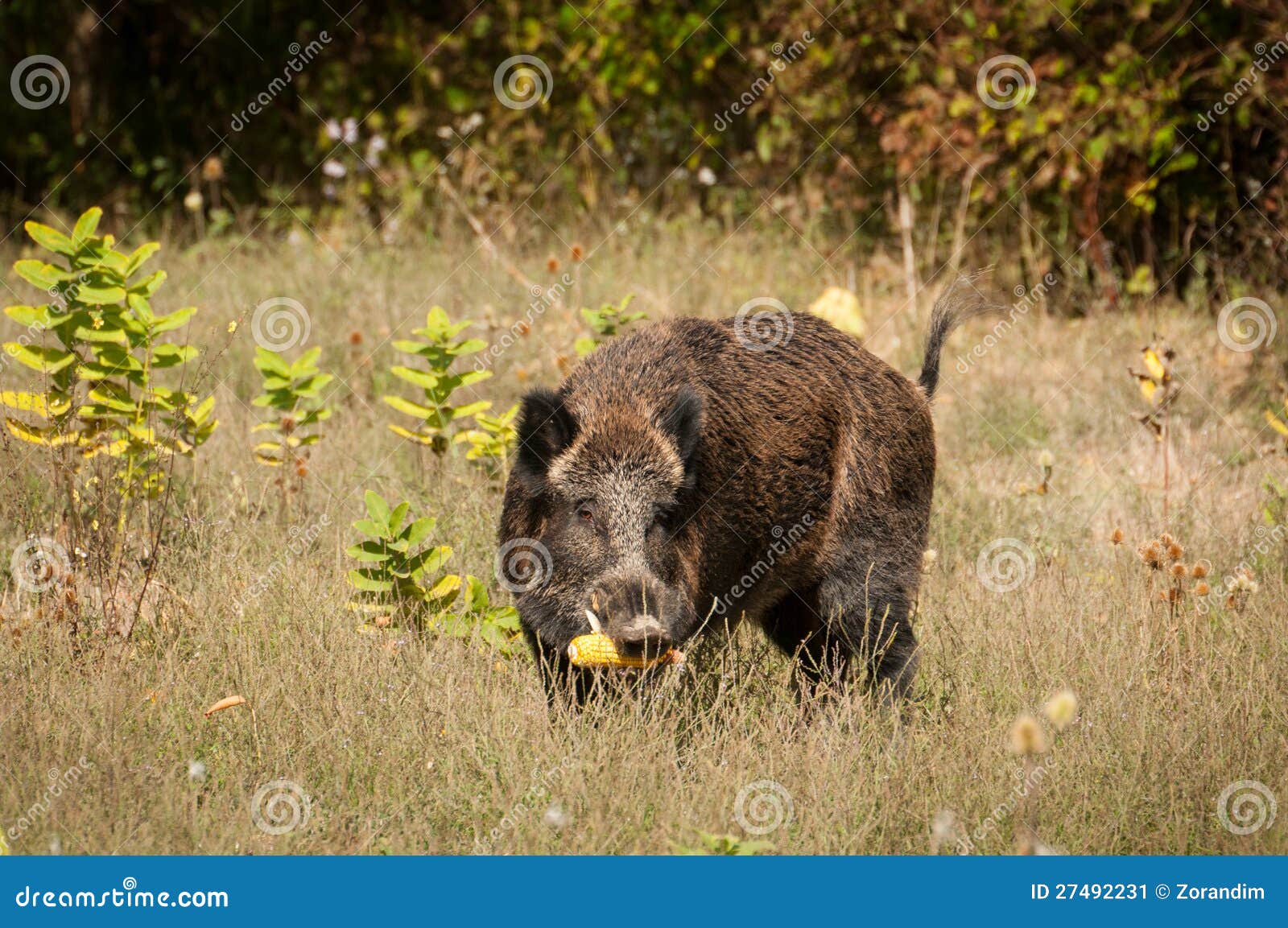 Wild boar stock image. Image of boar, snout, beast, wood - 27492231