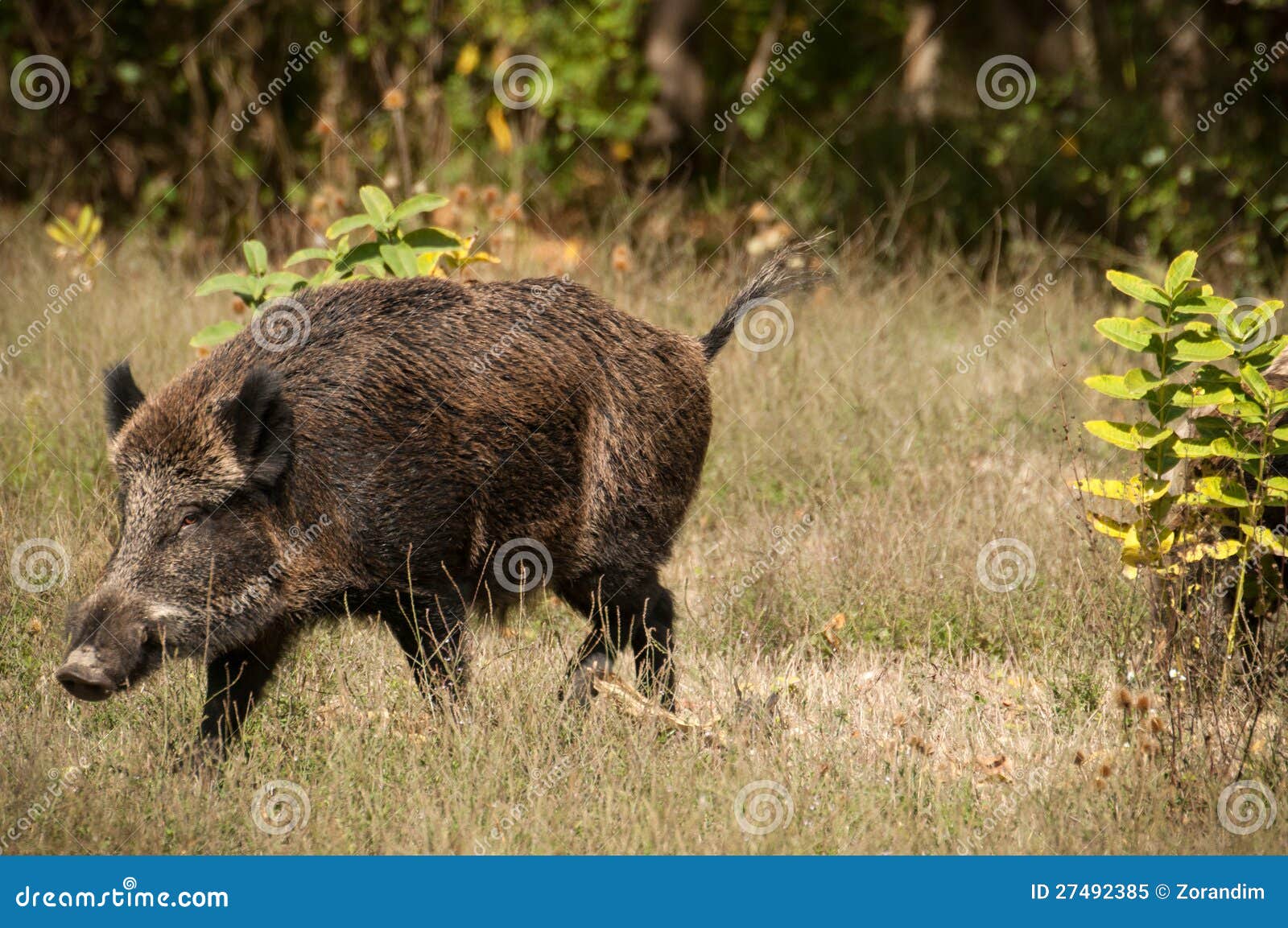 Wild boar stock image. Image of boar, male, forest, themes - 27492385