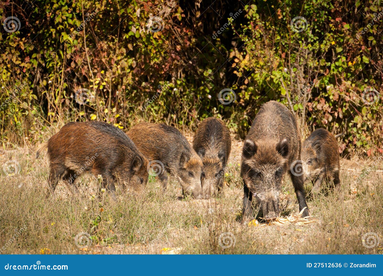 Wild boar stock photo. Image of ears, bristle, wildlife - 27512636