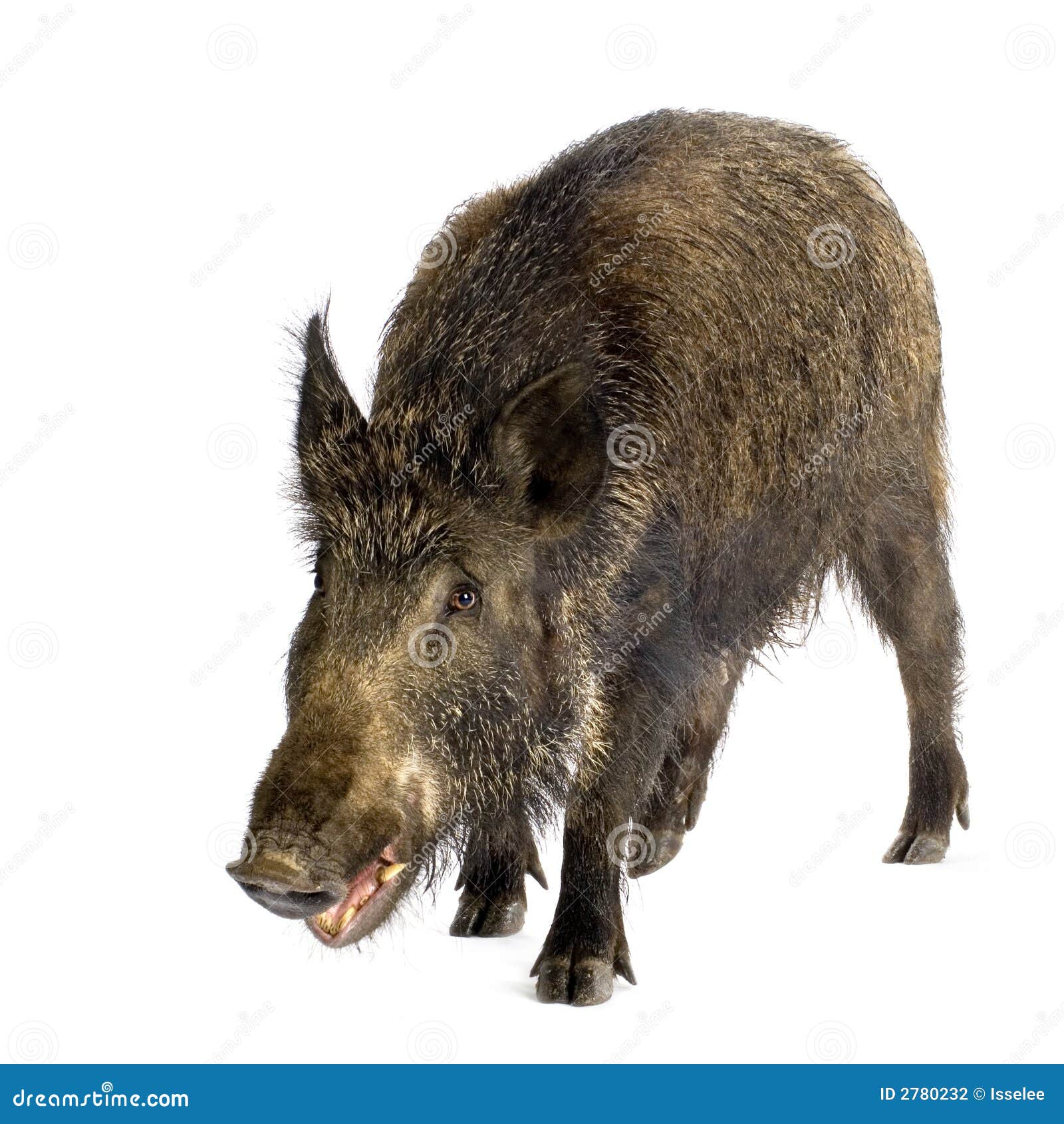 Wild boar stock photo. Image of stripes, hair, boar, white - 2780232