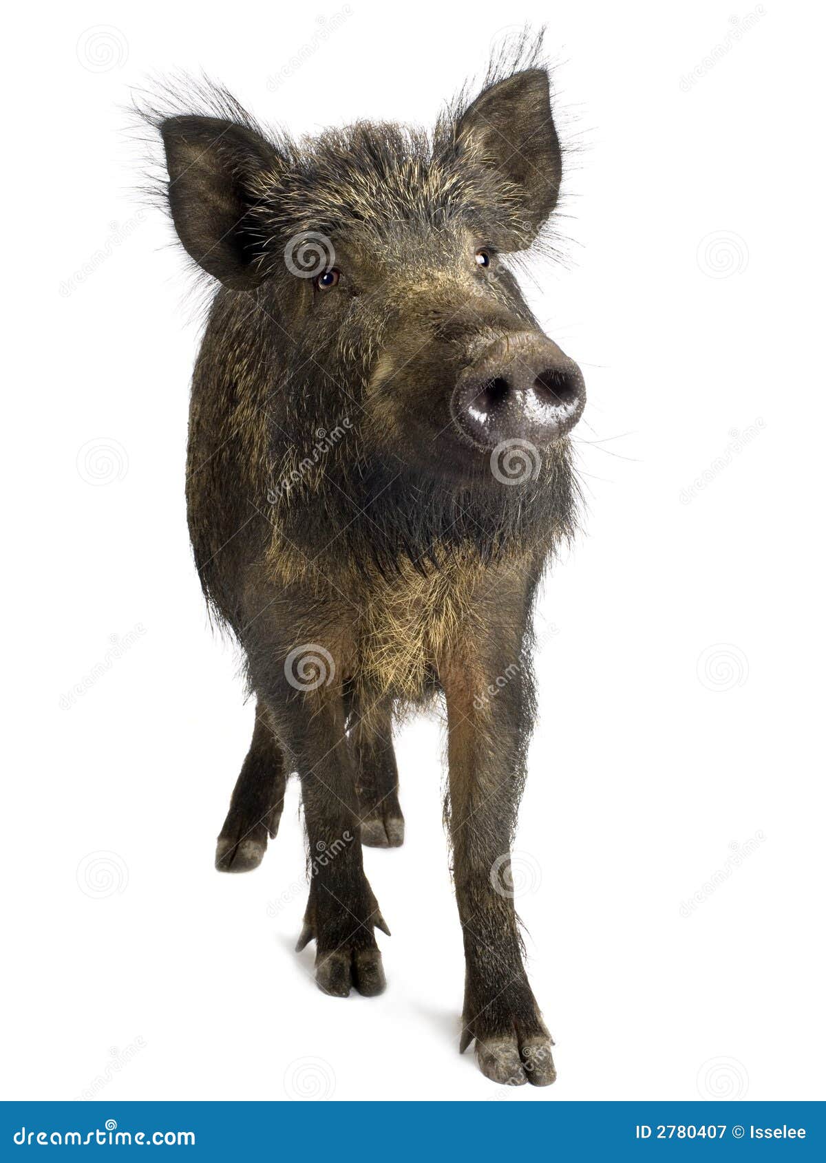 Wild boar stock image. Image of hair, wild, studio, boar - 2780407