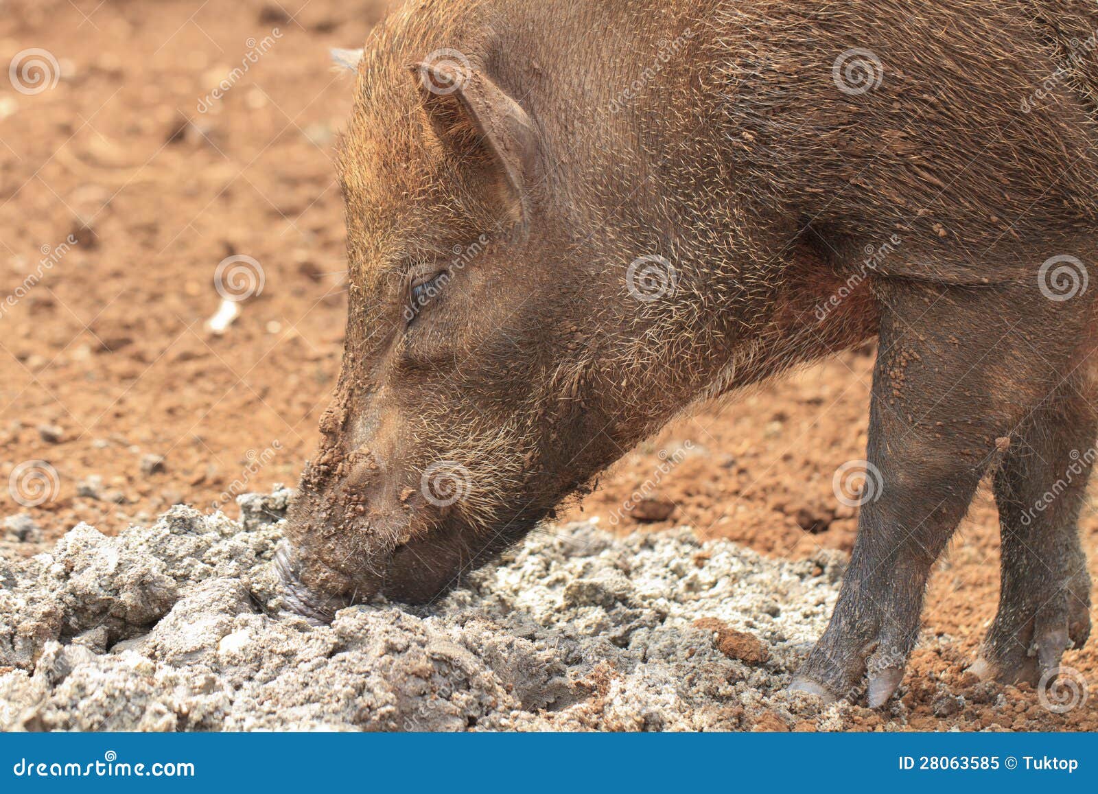 Wild boar stock image. Image of scene, side, outdoors - 28063585