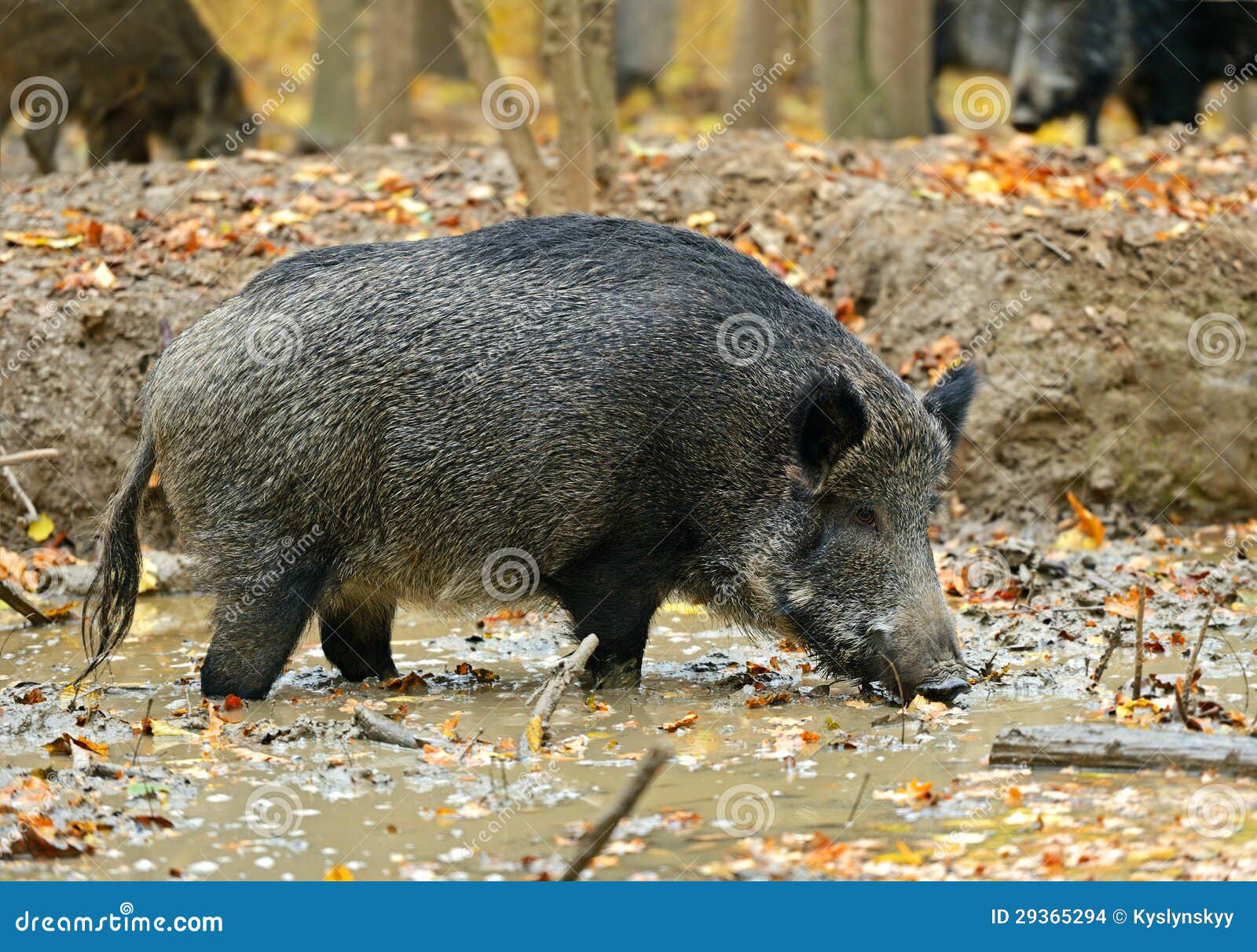 Wild boar stock photo. Image of trees, fall, animal, omnivorous - 29365294