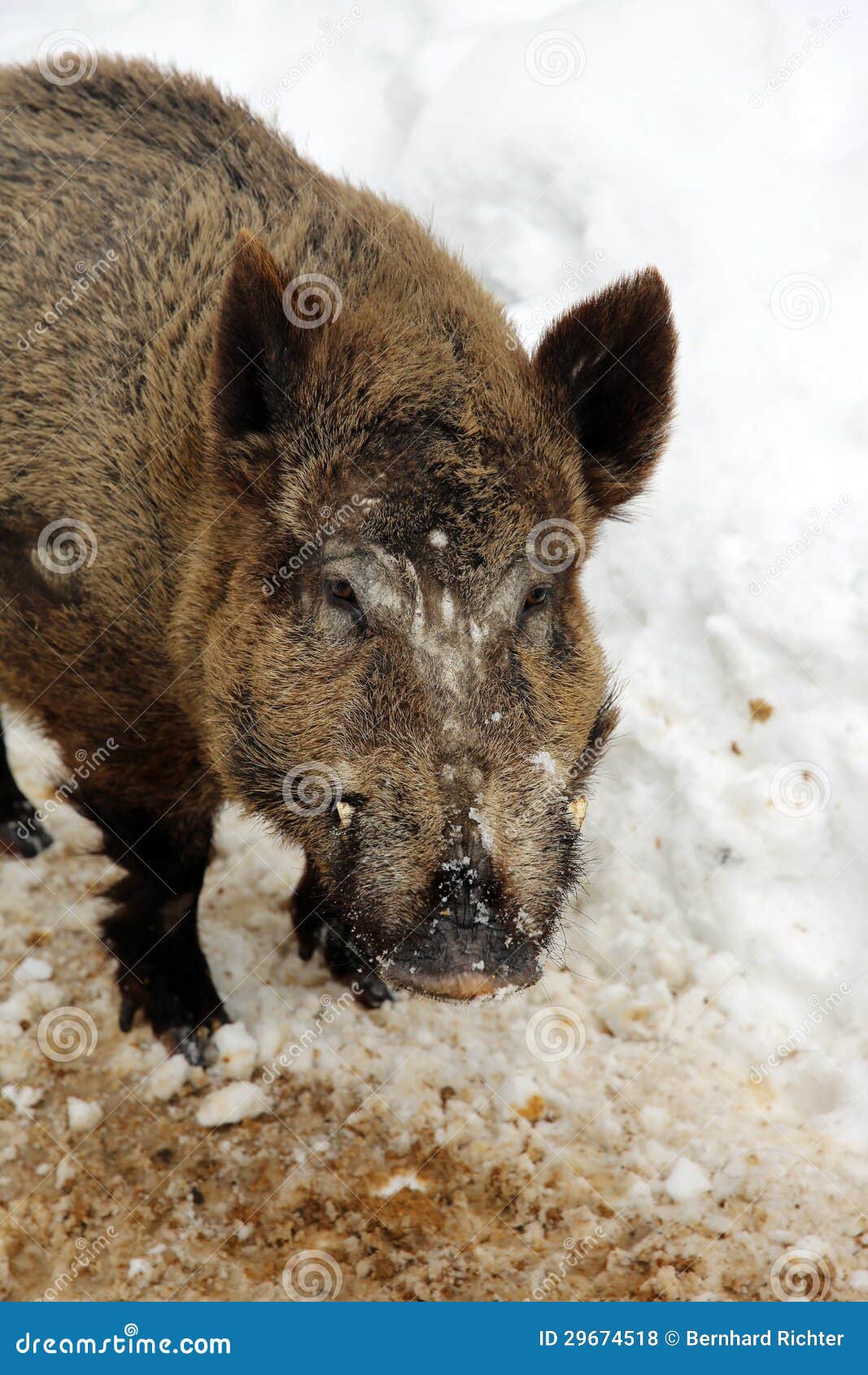 Wild Boar stock photo. Image of beast, outdoors, animal - 29674518