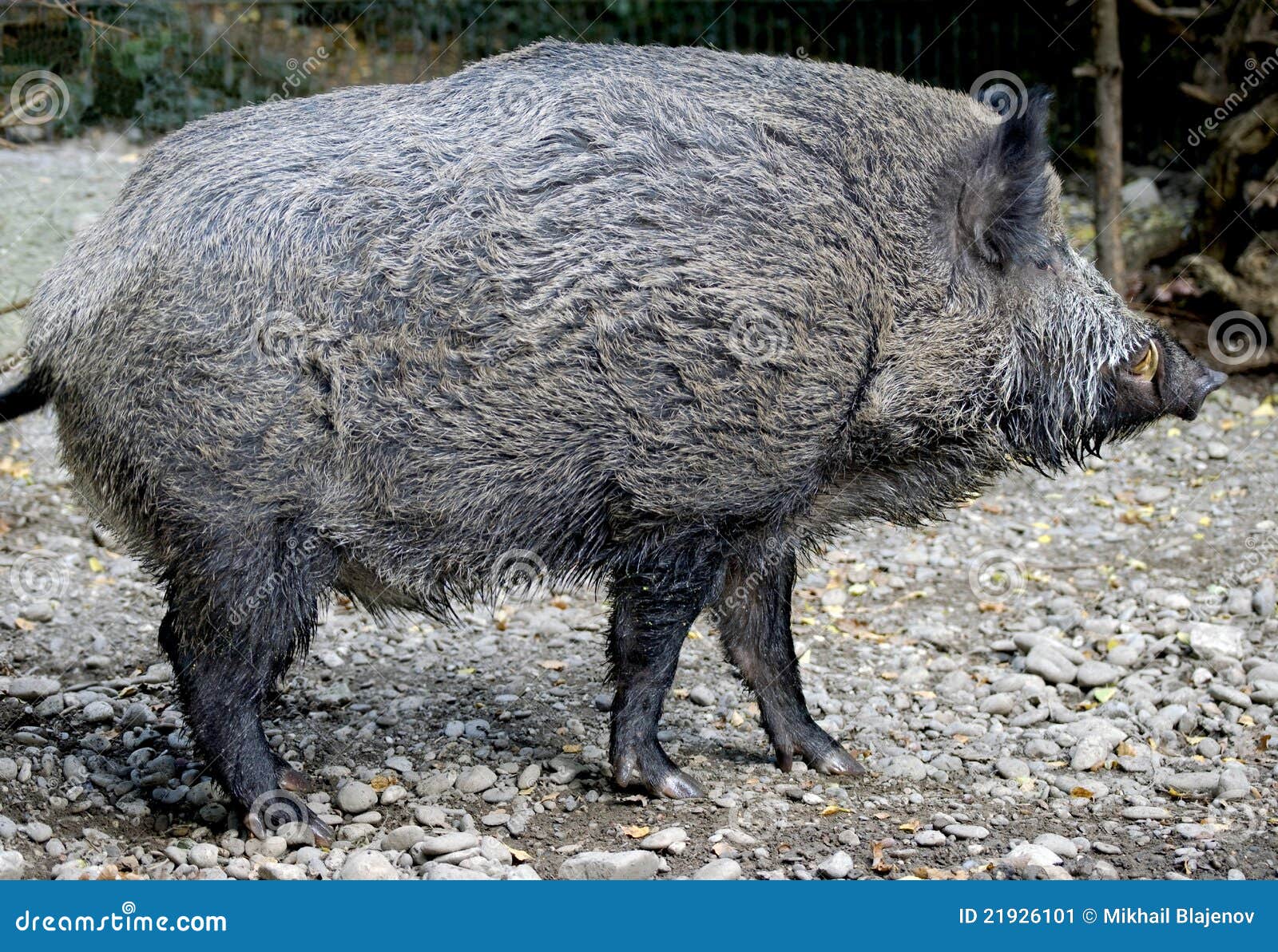 Wild boar 4 stock image. Image of nice, ecology, bristle - 21926101