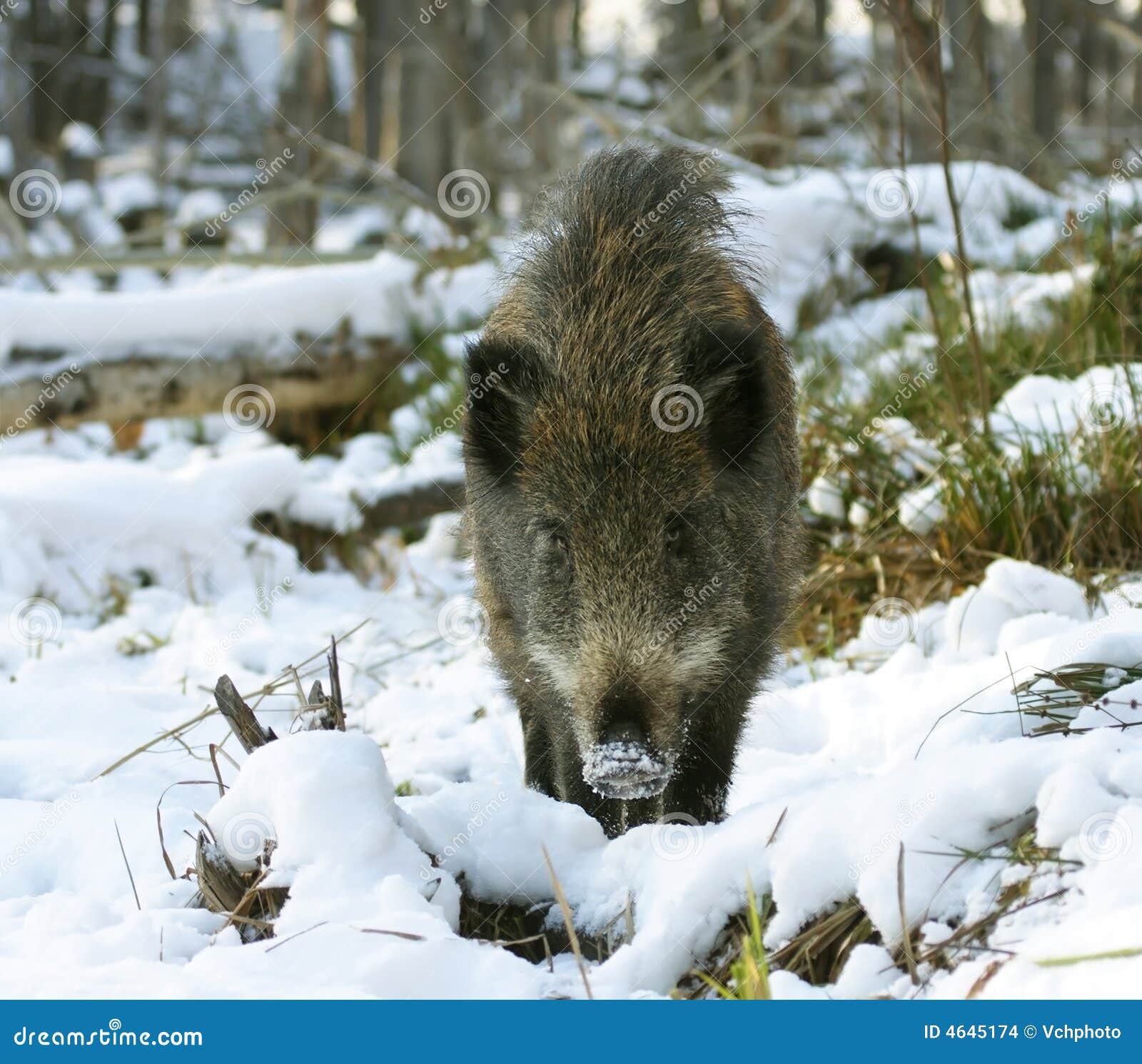 Wild boar stock photo. Image of male, tail, mammal, snow - 4645174