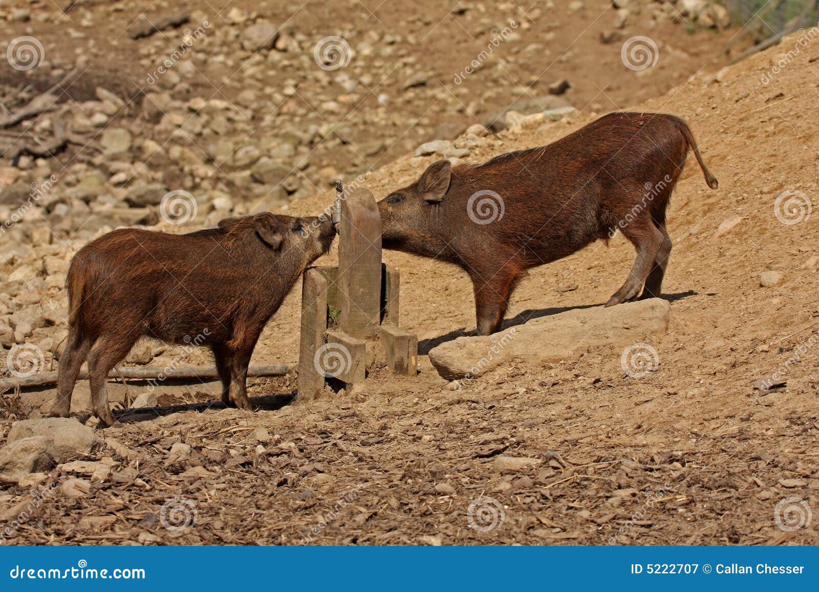 Wild Boar stock image. Image of park, farm, scotland, wildlife - 5222707