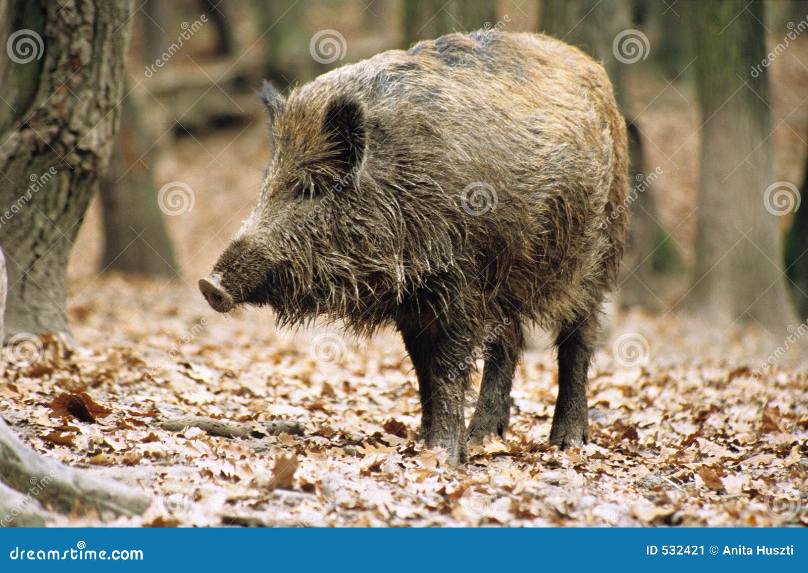 Wild-boar stock image. Image of tusker, wood, boar, autumn - 532421
