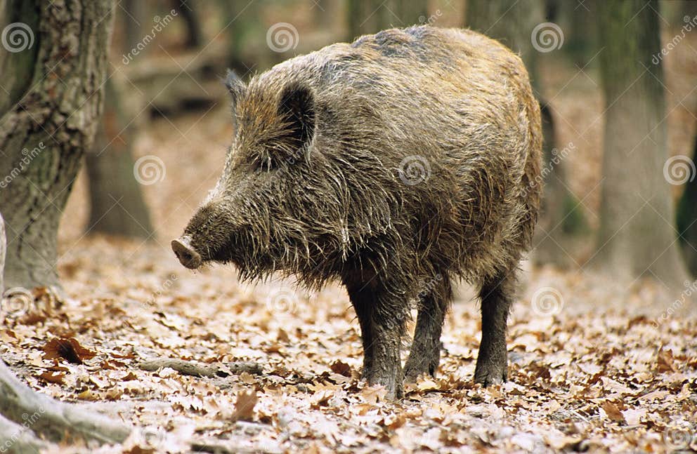 Wild-boar stock image. Image of tusker, wood, boar, autumn - 532421