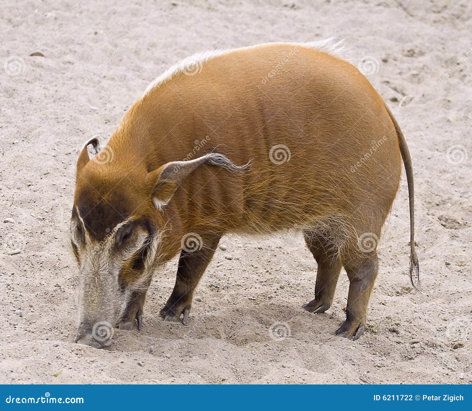 Wild boar stock photo. Image of forest, grass, swine, sharp - 6211722
