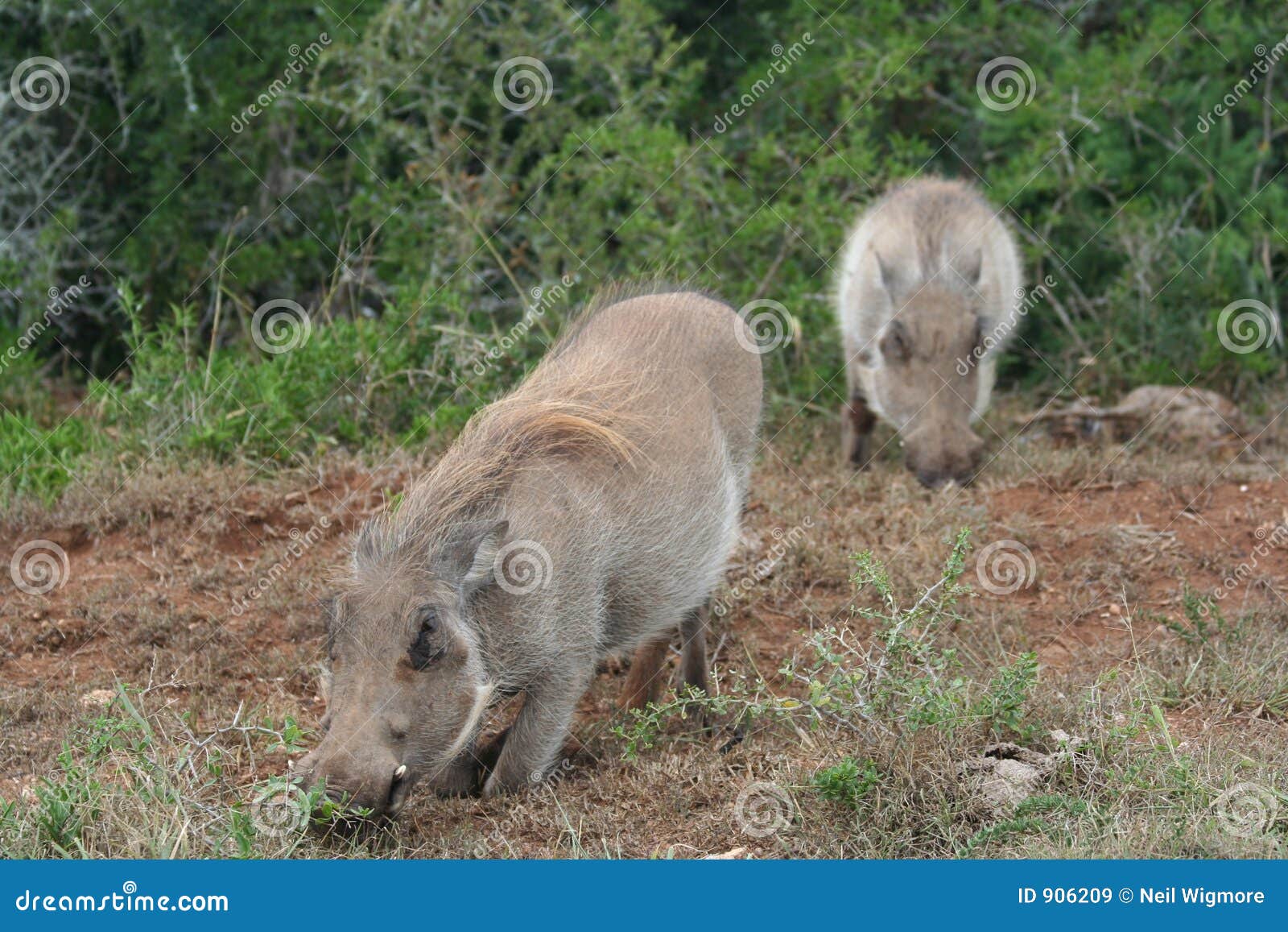 Wild Boar stock image. Image of africa, pork, porcine, game - 906209