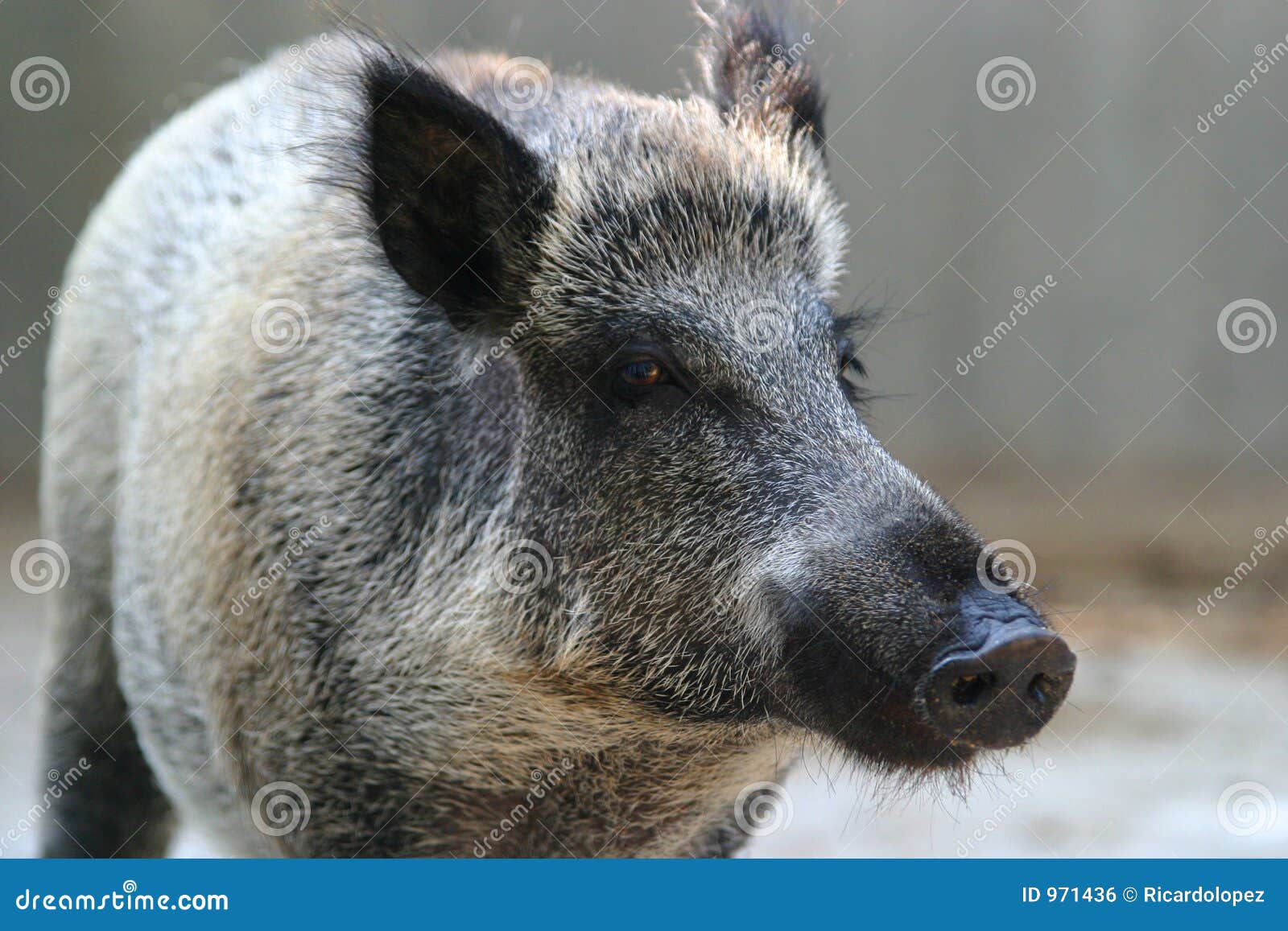 Wild Boar stock photo. Image of snout, nature, portrait - 971436