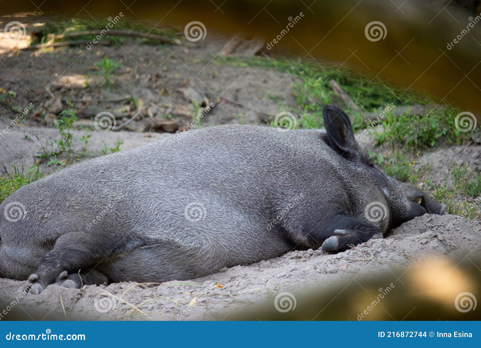 Wild boar stock photo. Image of wine, beast, wildlife - 216872744