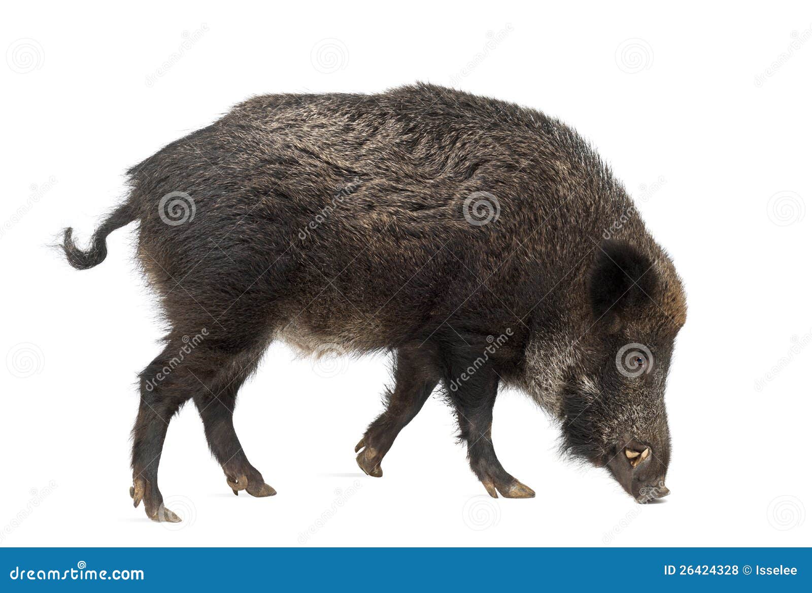 Wild Boar, Also Wild Pig, Sus Scrofa Stock Photo - Image of background ...