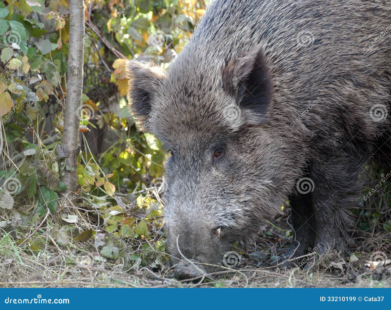 Wild boar stock image. Image of nice, ecology, bacon - 33210199