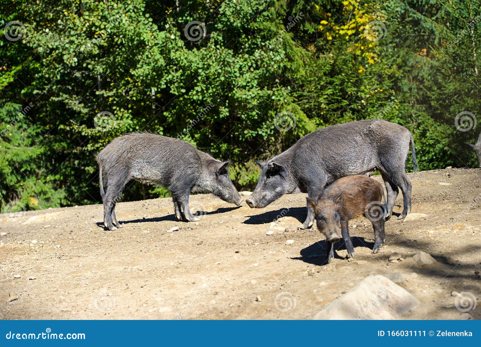 Wild boar in autumn forest stock image. Image of boar - 166031111