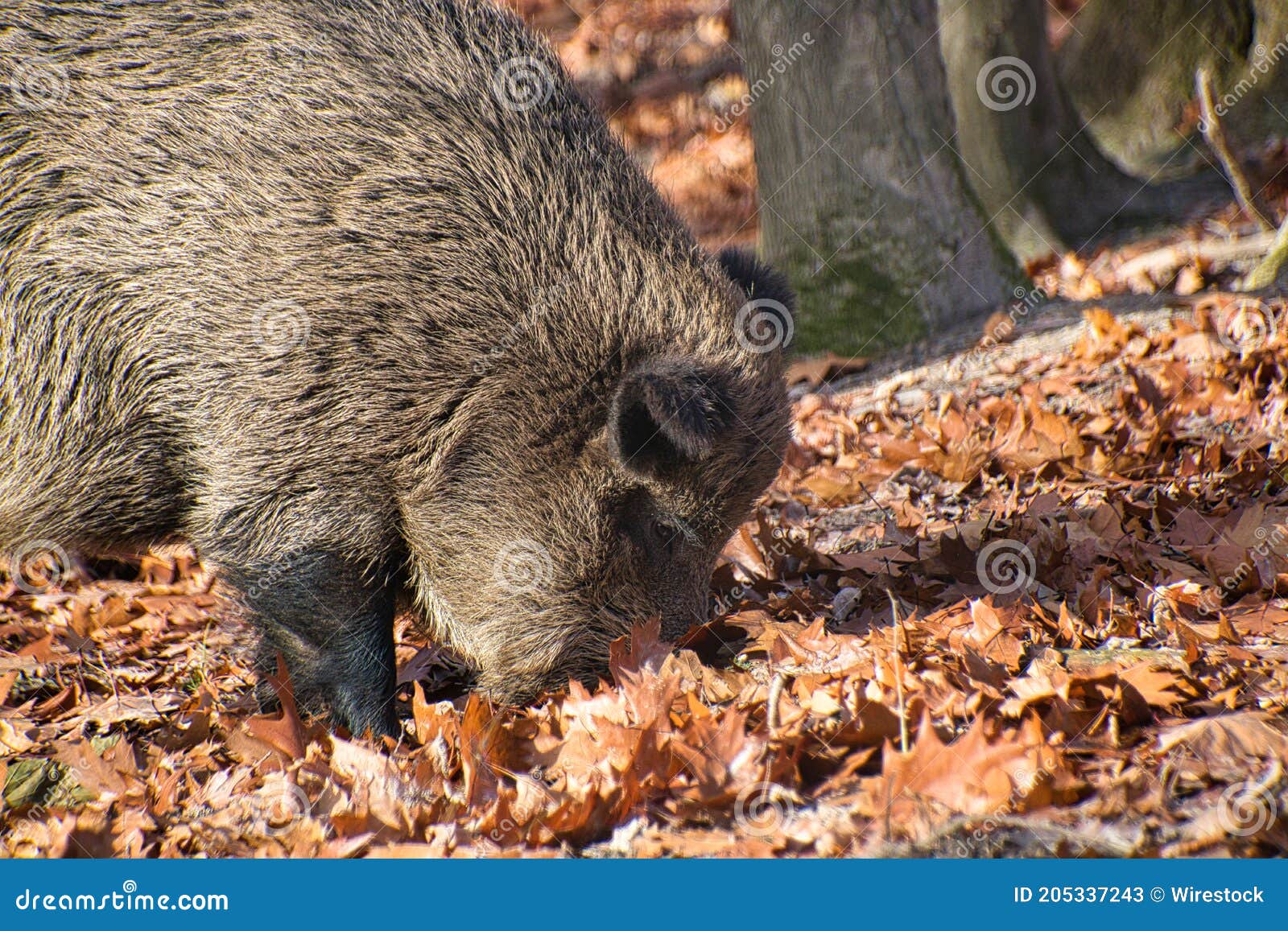 Wild Boar in the Autumn Forest Stock Image - Image of outdoors, boar ...