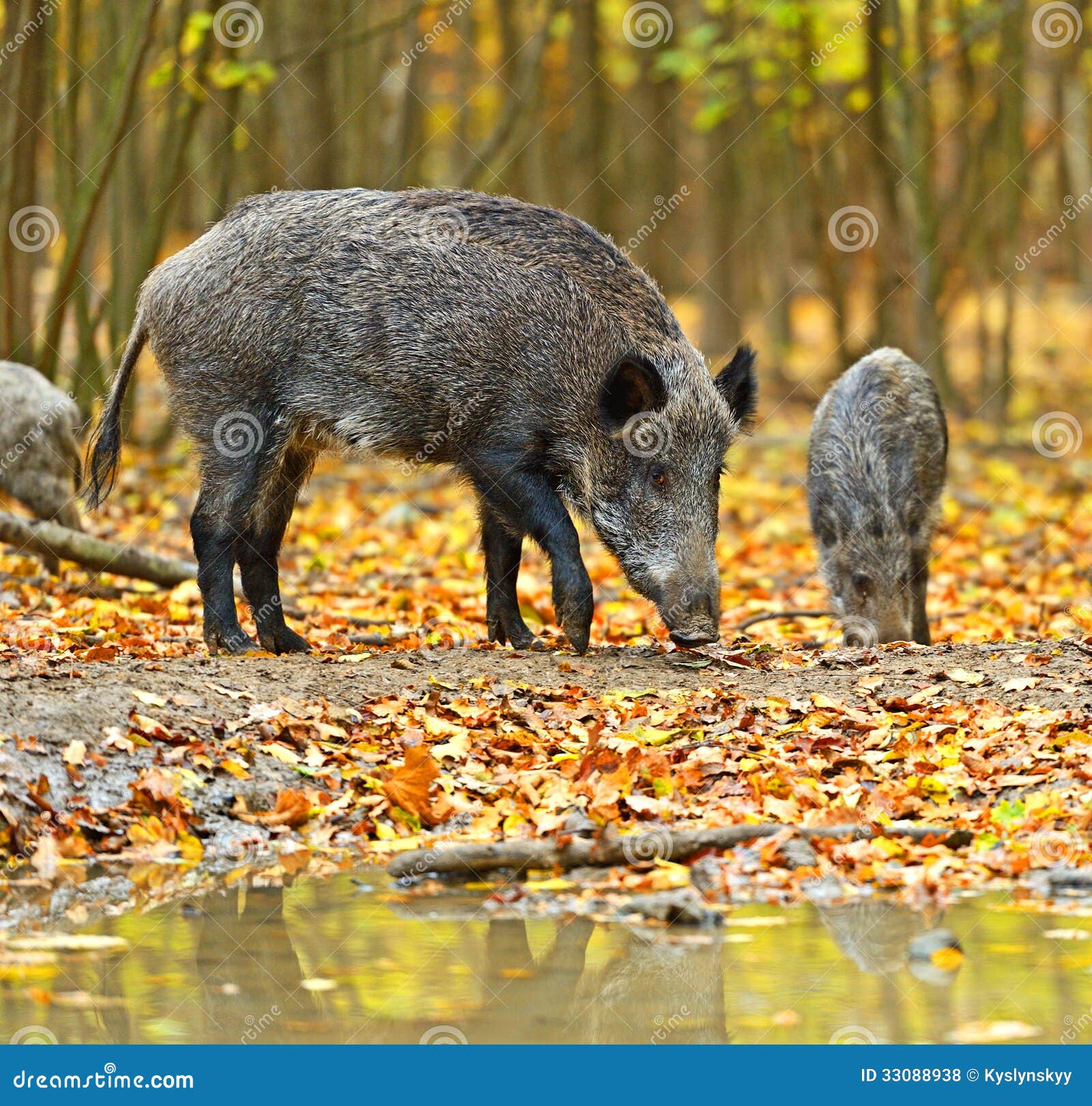 Wild boar stock photo. Image of habitat, animals, boar - 33088938