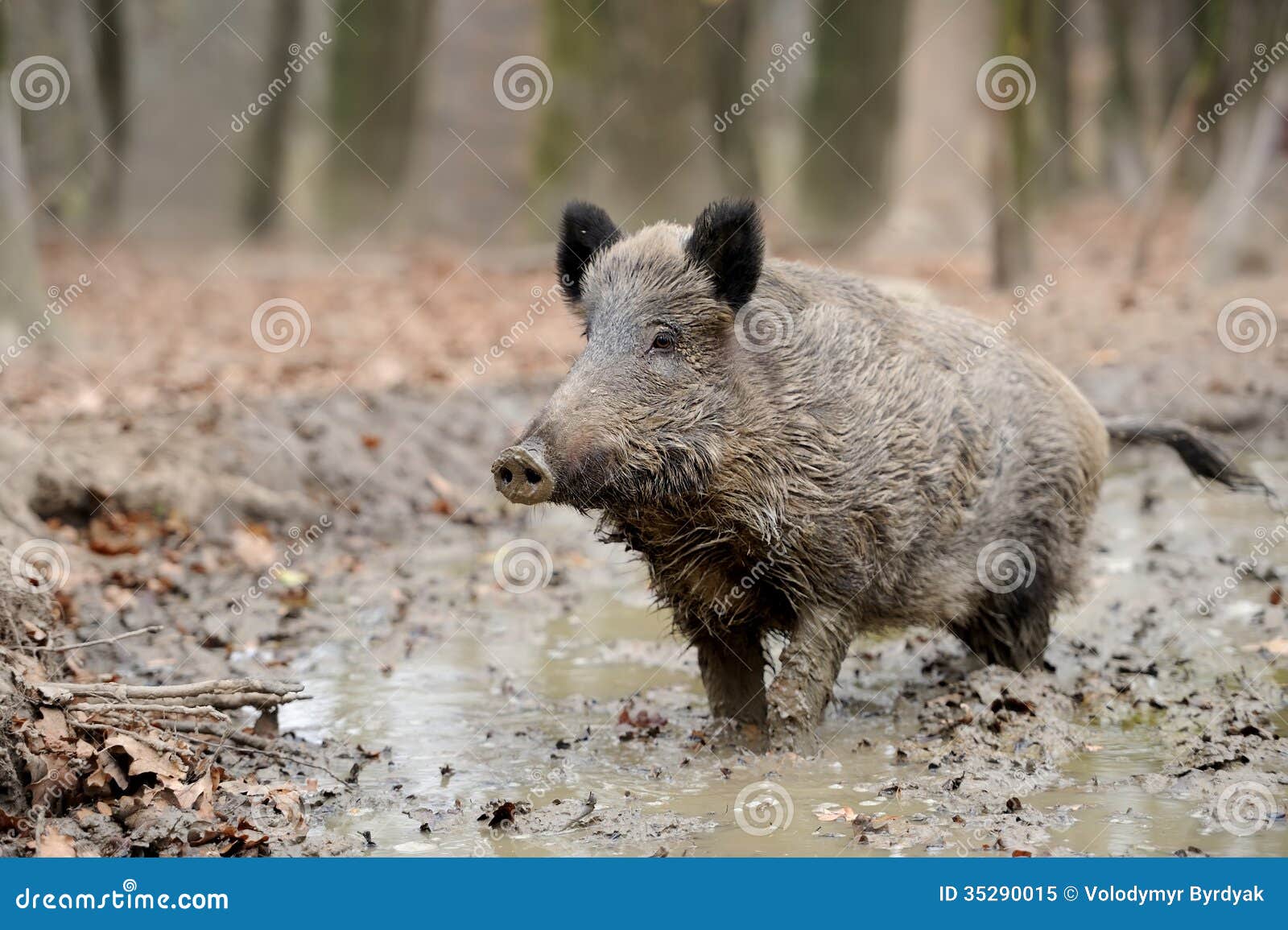 Wild boar stock image. Image of blurred, background, fell - 35290015