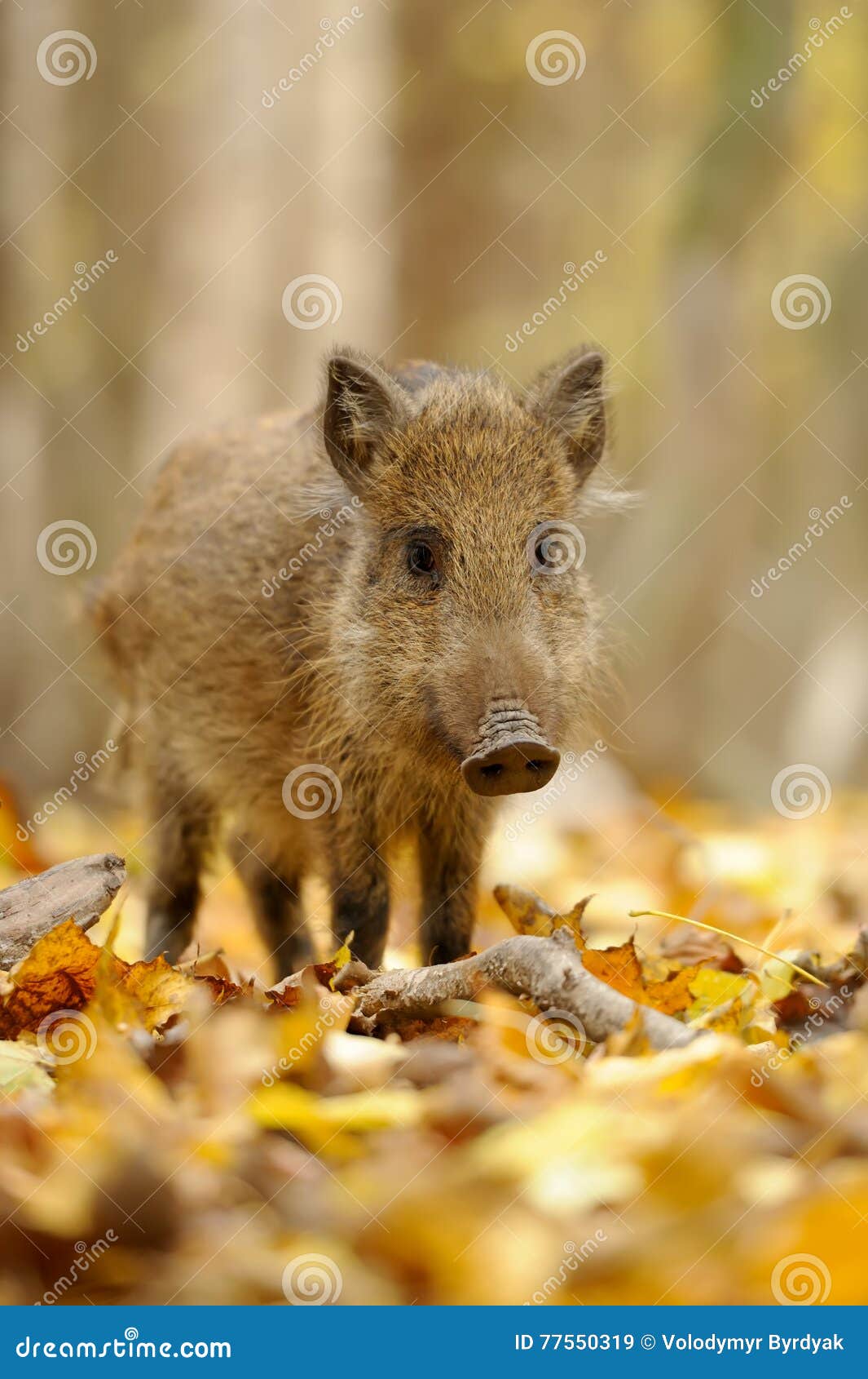 Wild boar in autumn forest stock image. Image of hunted - 77550319