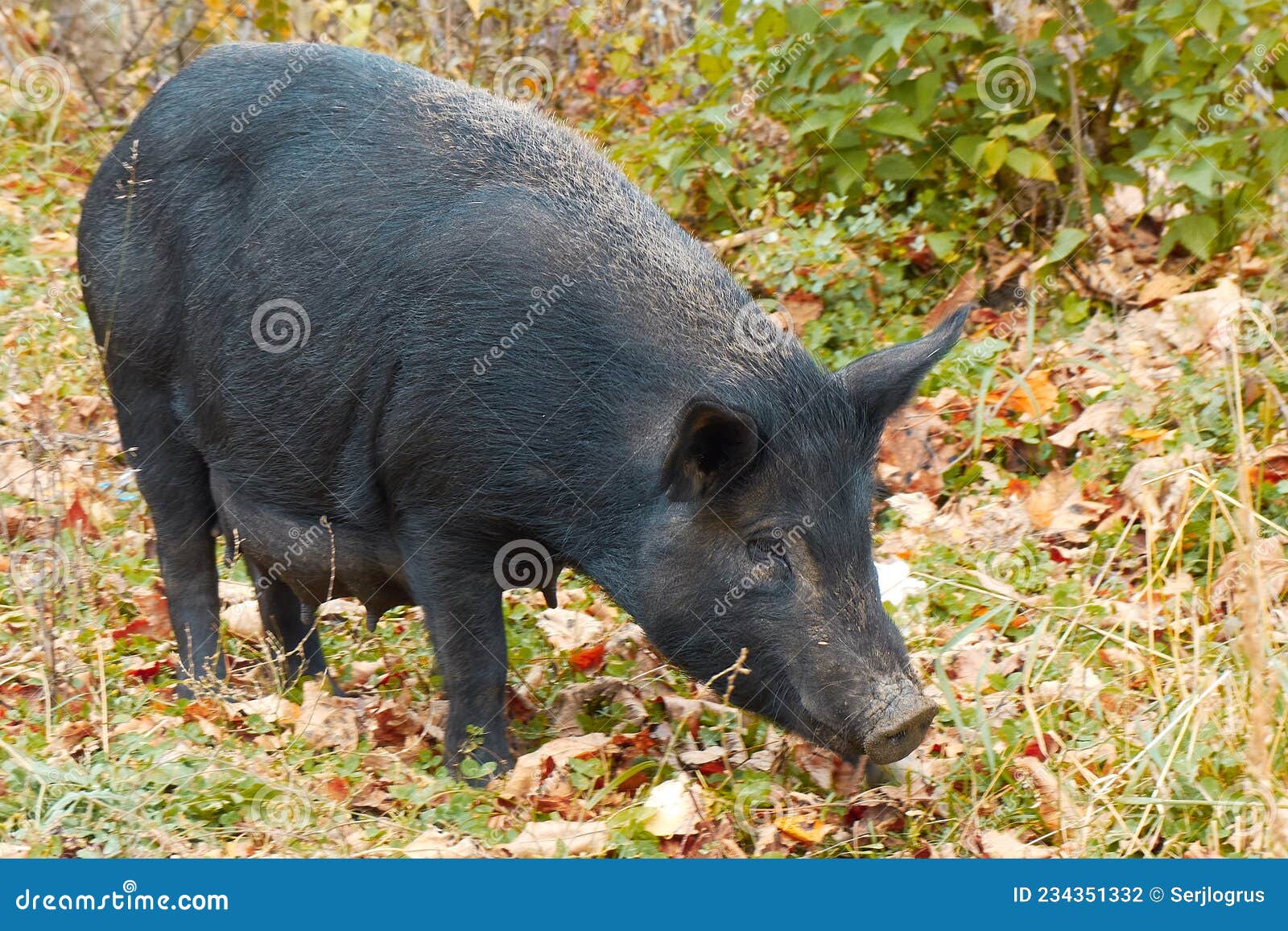 Wild Boar in the Autumn Forest Stock Photo - Image of omnivores ...