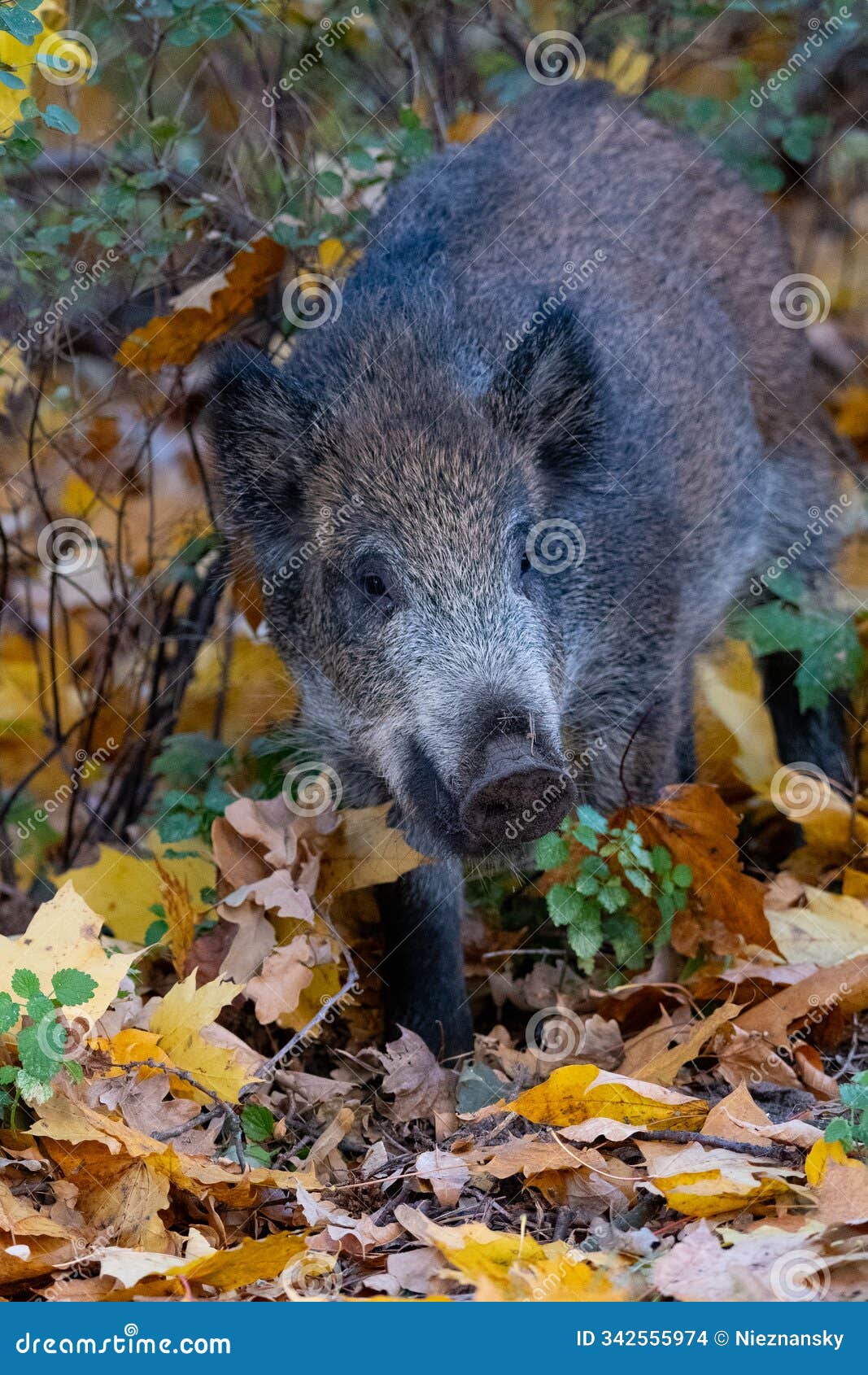 Wild Boar in Autumn Scenery Stock Photo - Image of portrait, scrofa ...
