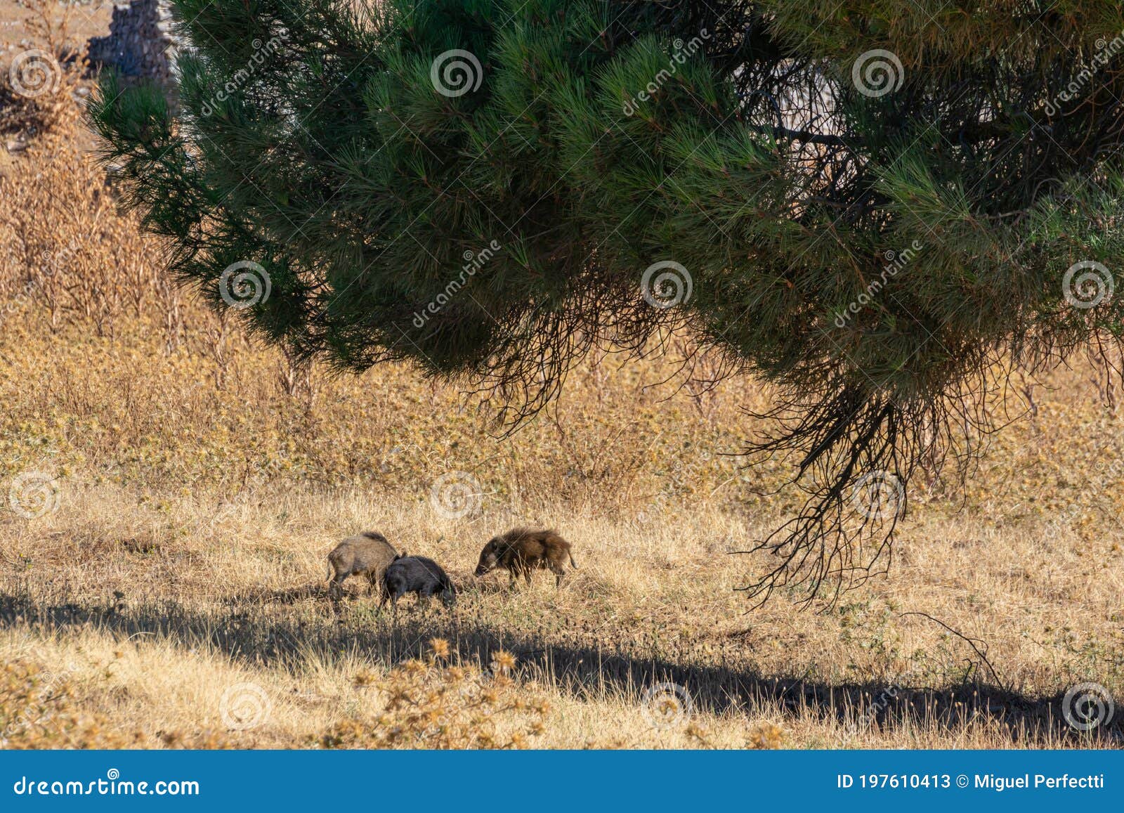 Wild boar stock image. Image of grass, animal, wild - 197610413