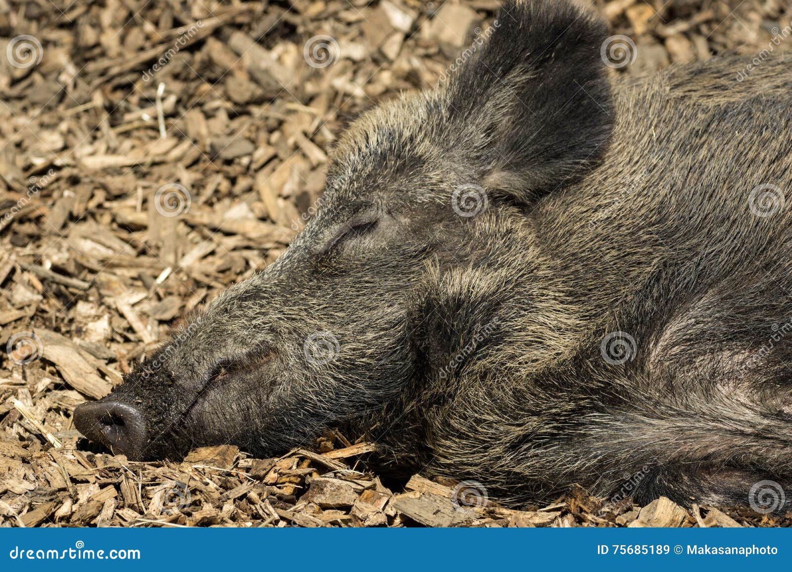 Wild boar babies stock image. Image of babies, forest - 75685189