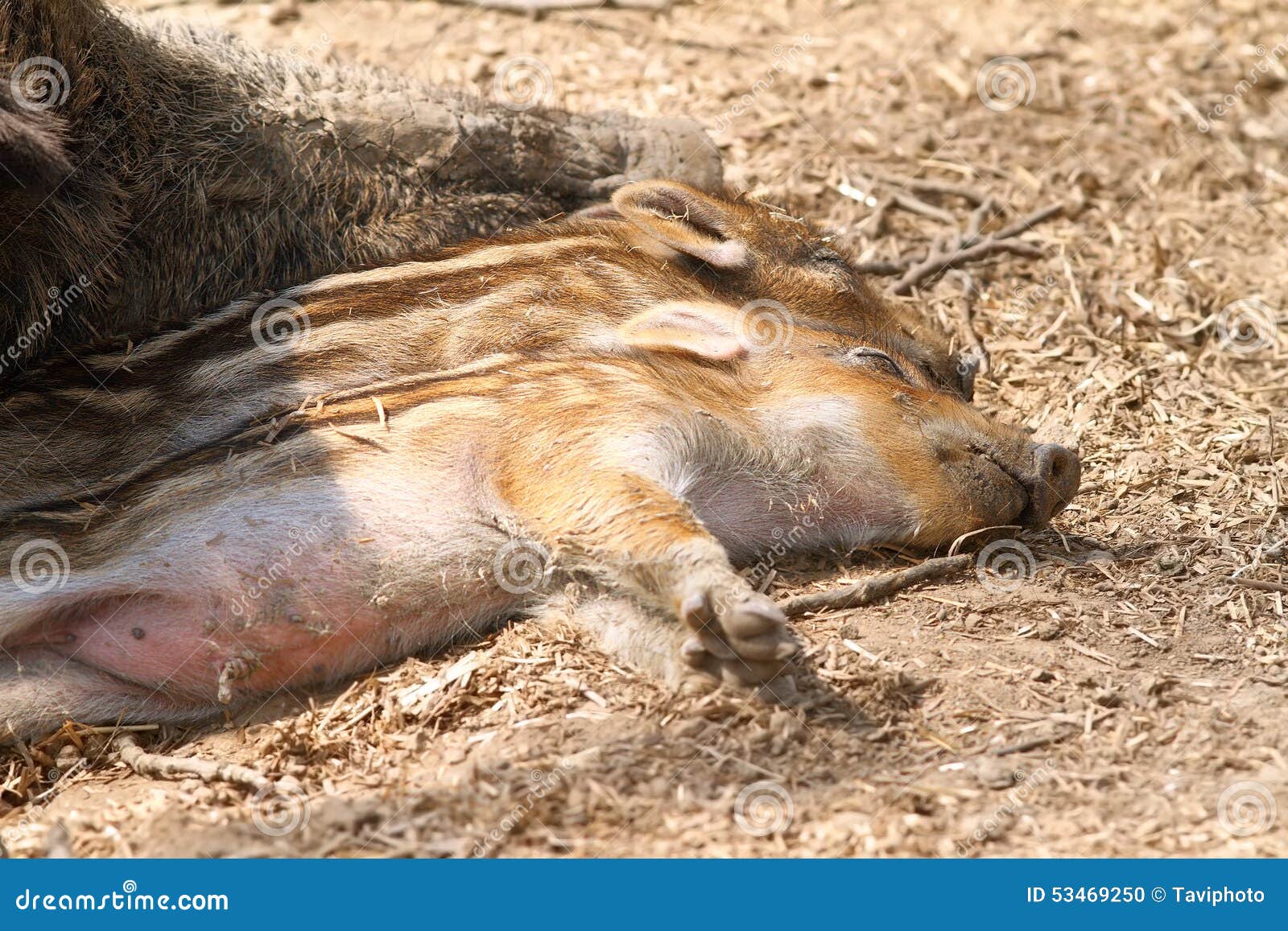 Wild boar babies stock photo. Image of grass, scrofa - 53469250