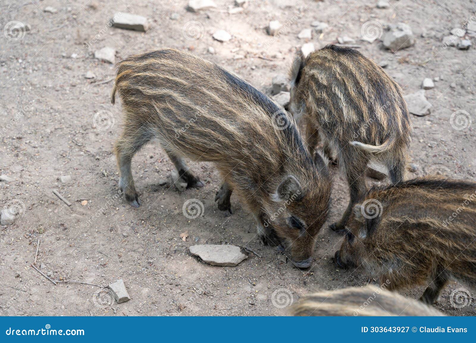 Wild boar baby in a forest stock image. Image of outdoors - 303643927